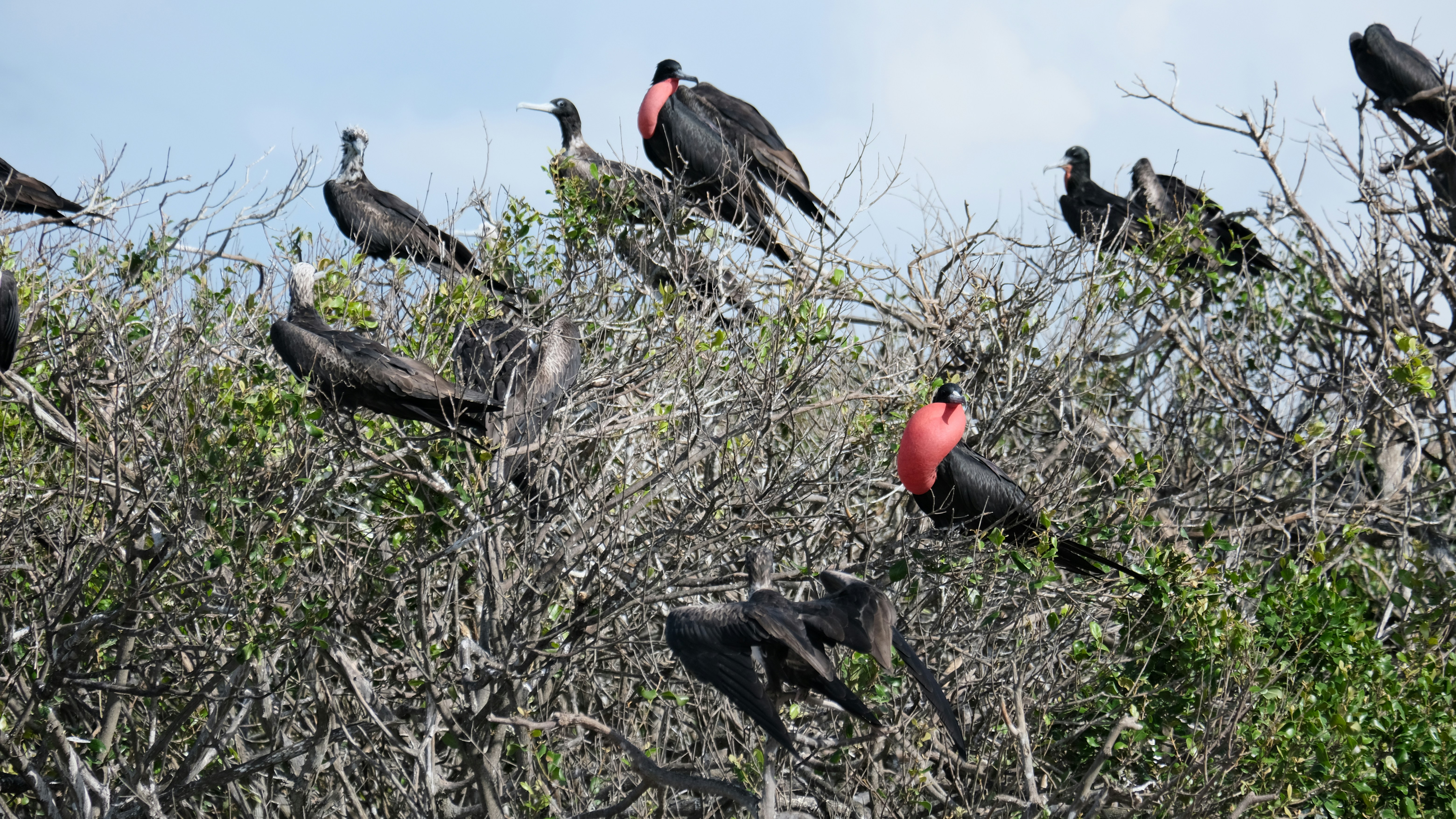 Vibrant Frigatebirds in Coastal Canopy
