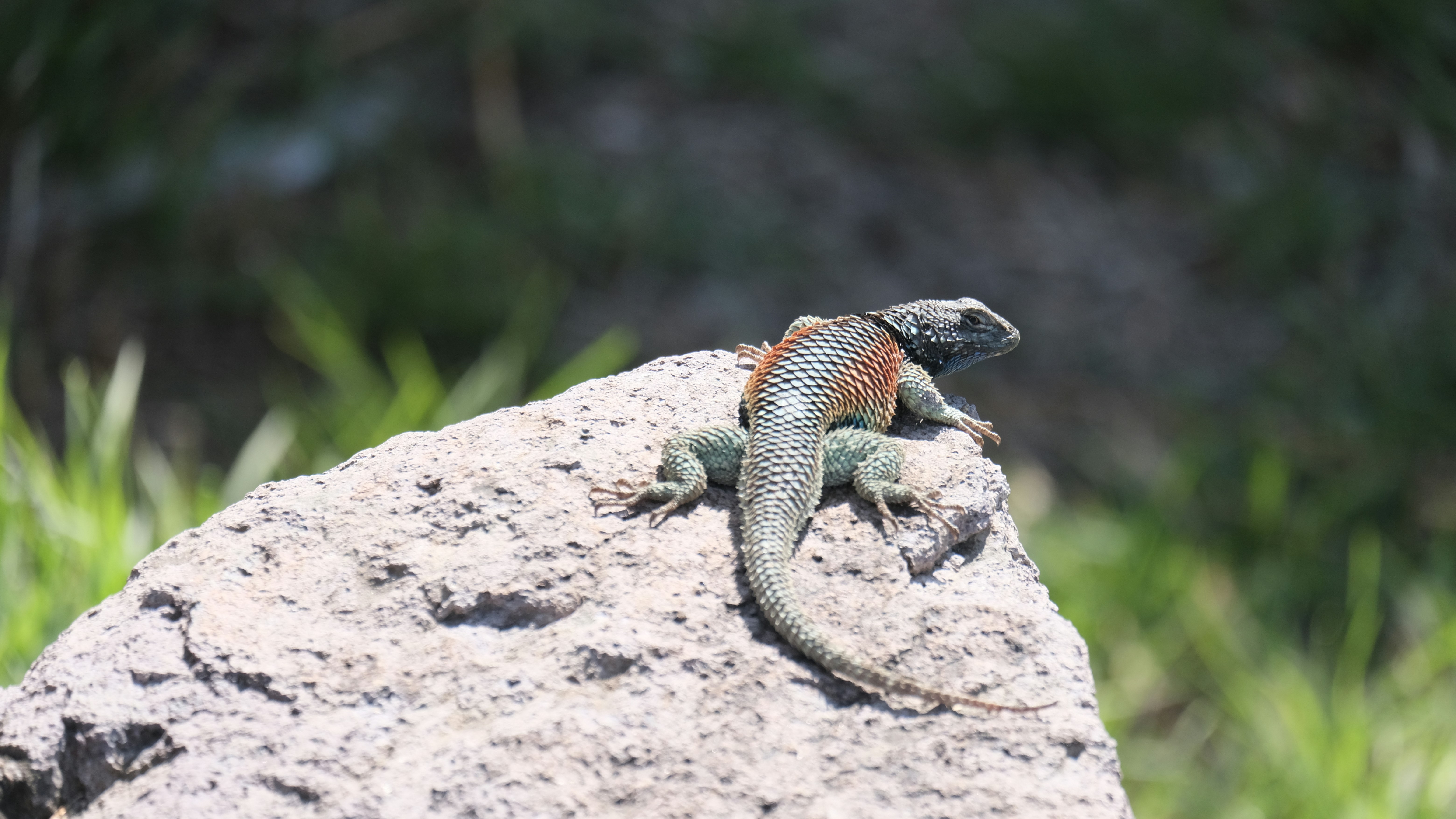 Lizard basking on a sunlit rock with blurred greenery in the background.