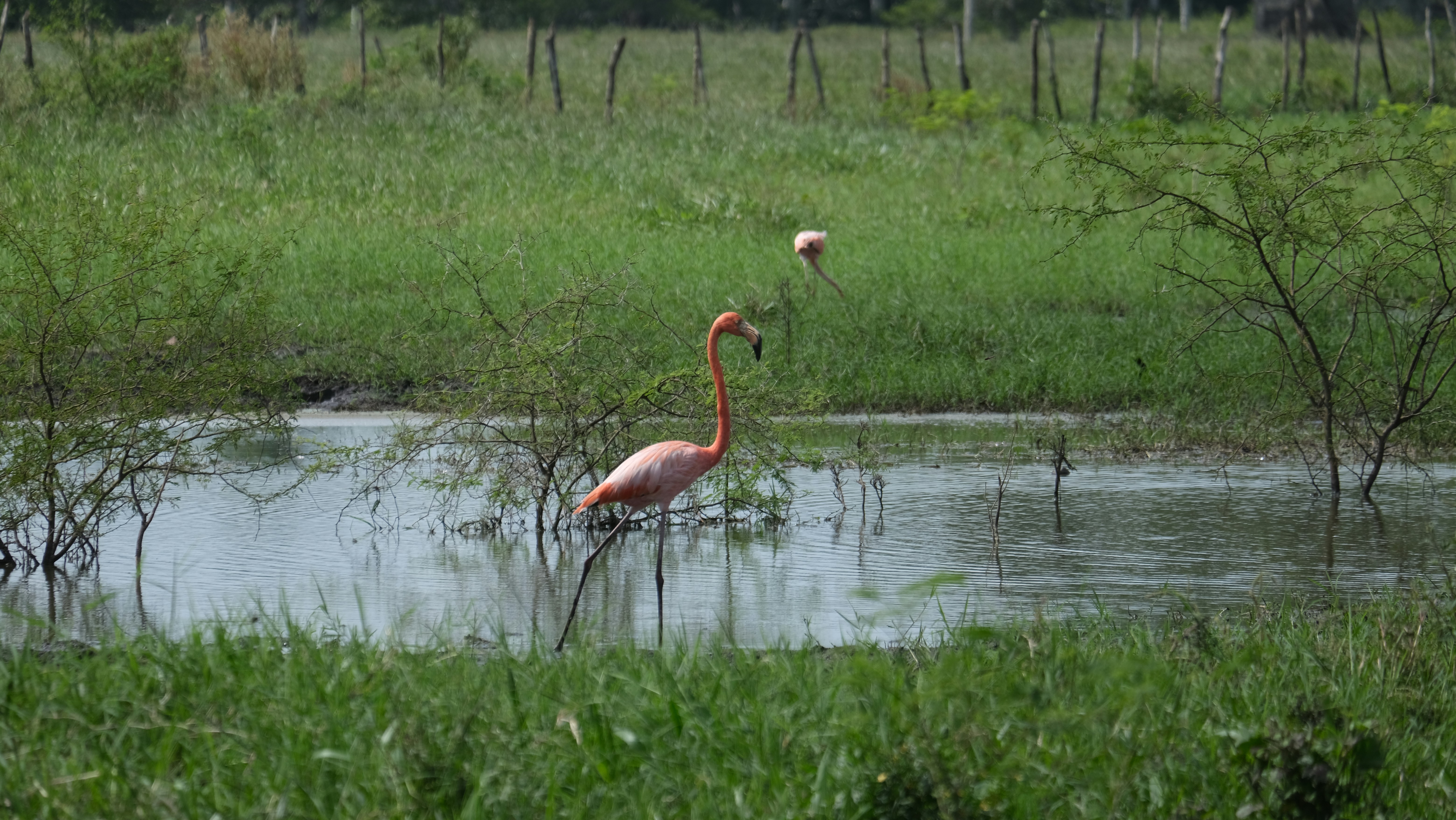 A pink flamingo wading in a swampy pond