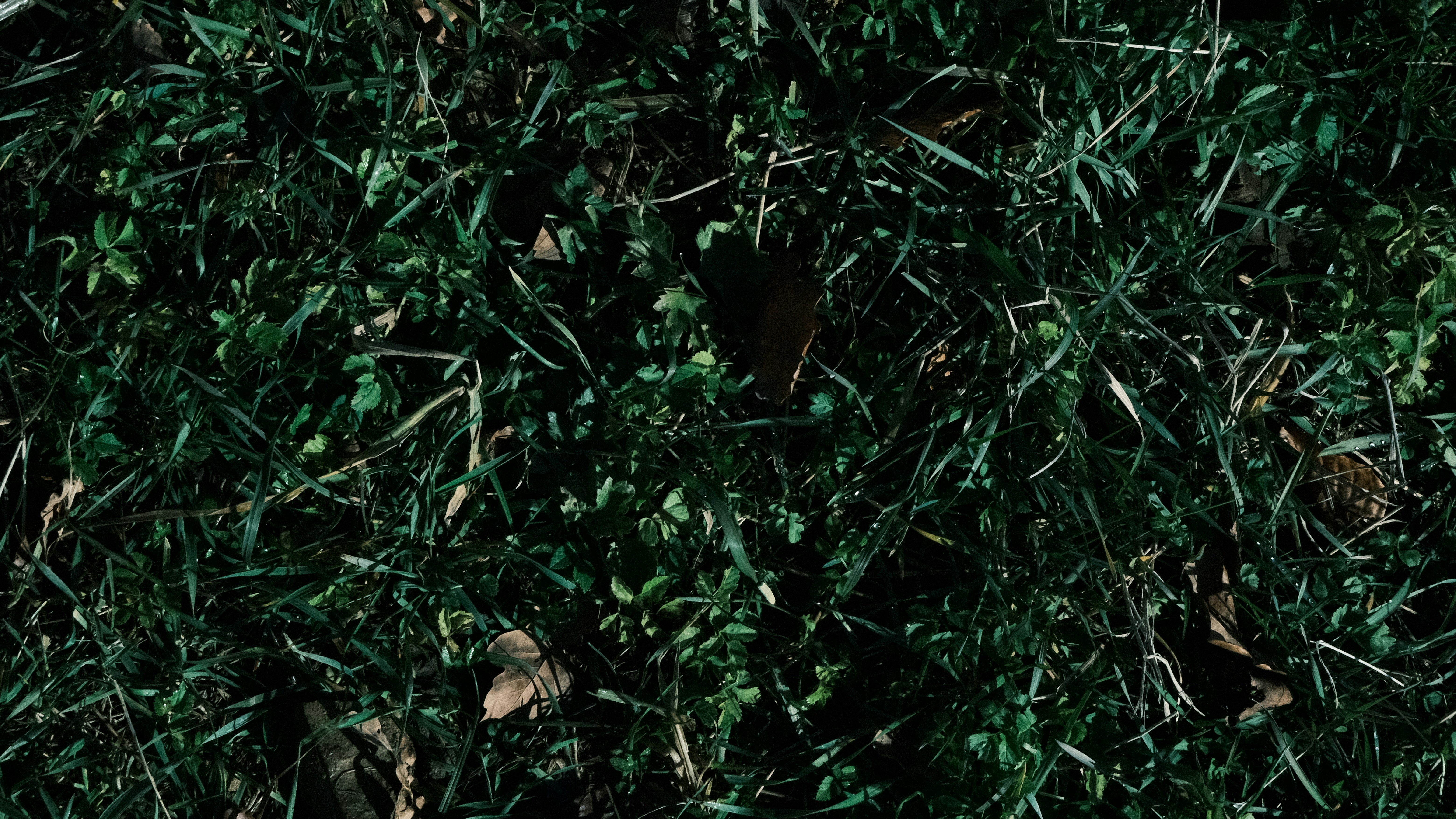 Lush green grass interspersed with fallen leaves, creating a textured carpet of nature. The interplay of light and shadow enhances the scene's depth.