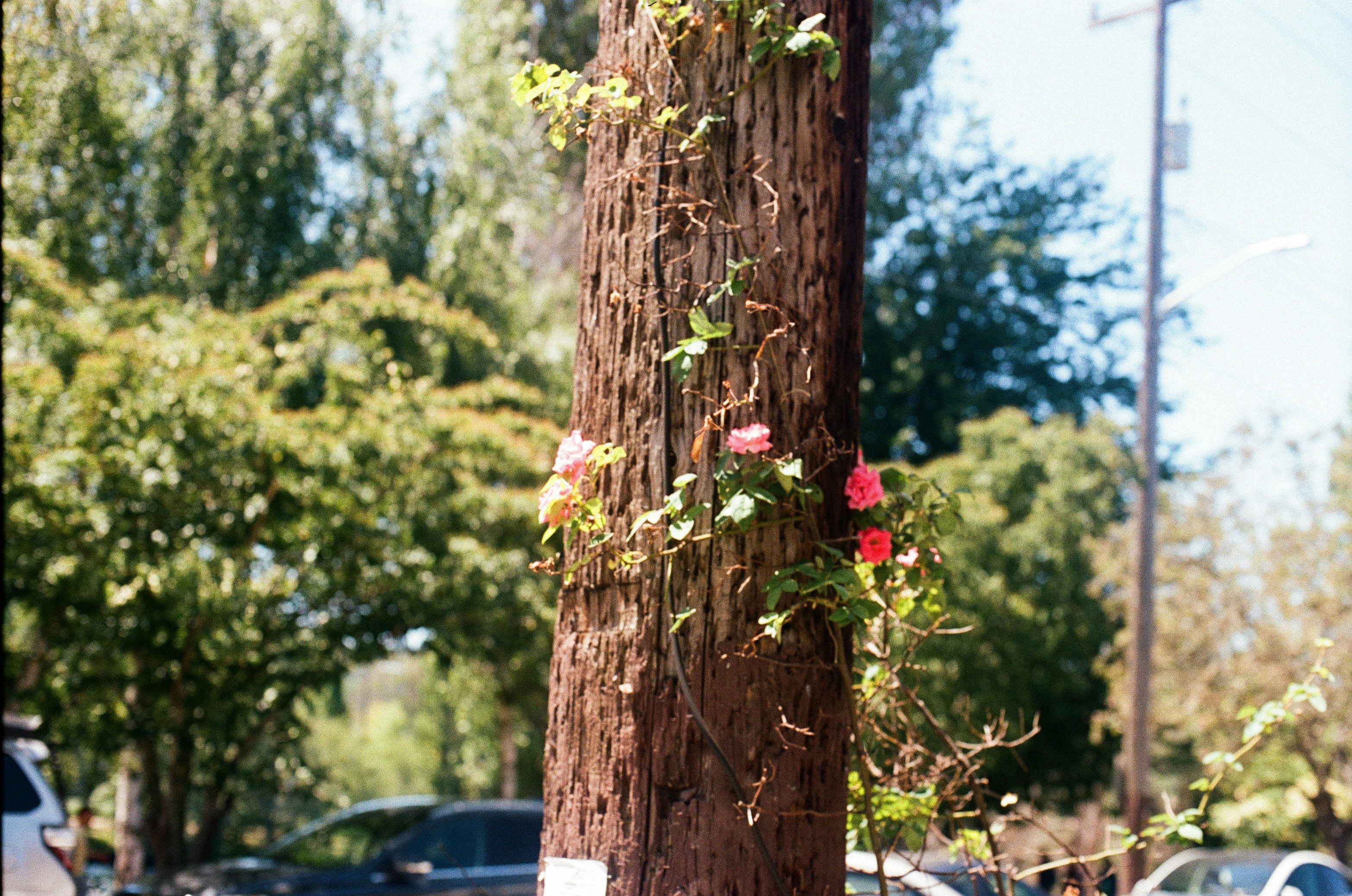 A red fire hydrant sitting next to a tree photo – Free Seattle Image on ...