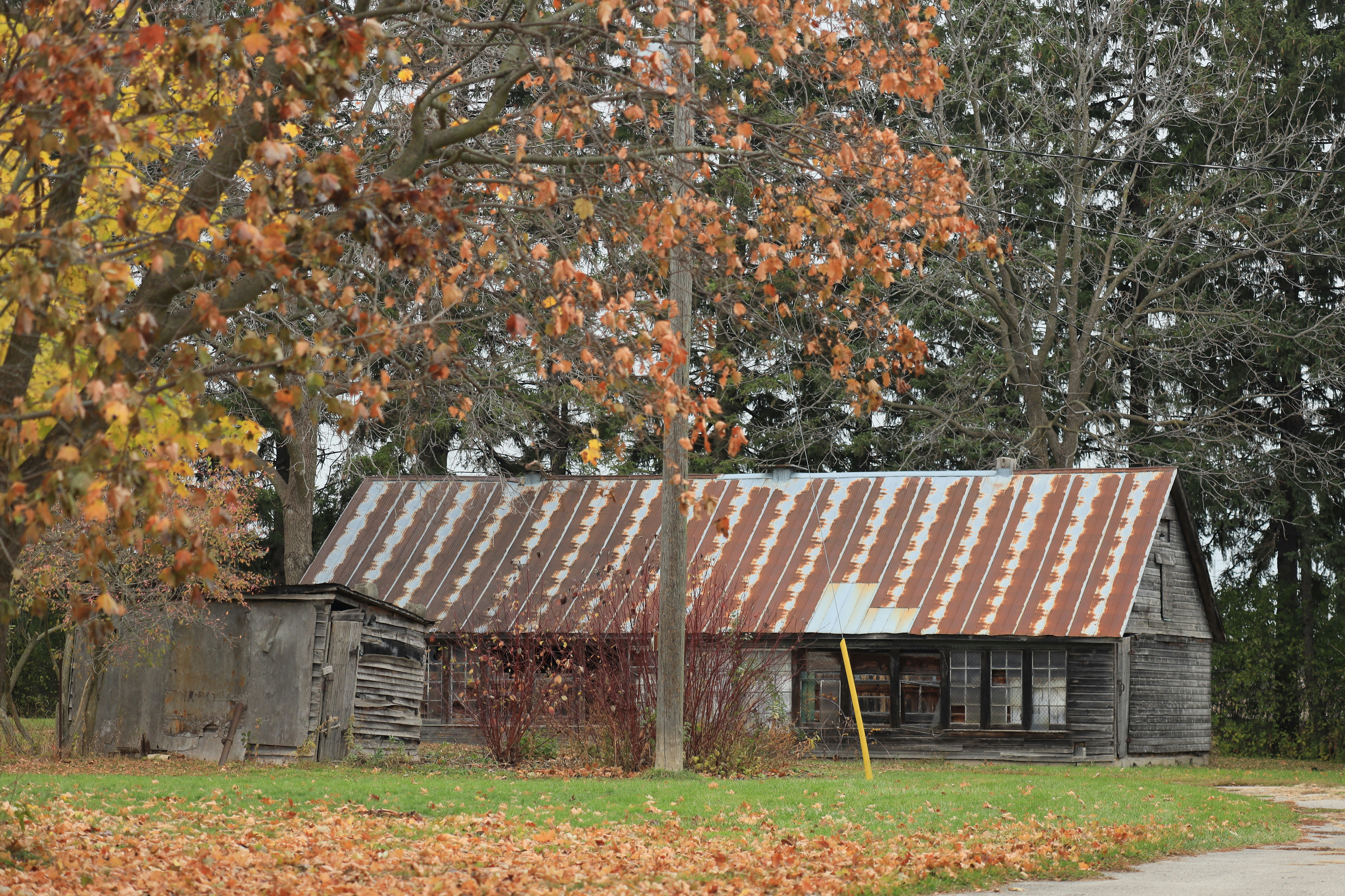 Autumn Quiet: A Weathered Barn with a Tin Roof in a Leaf-strewn Clearing