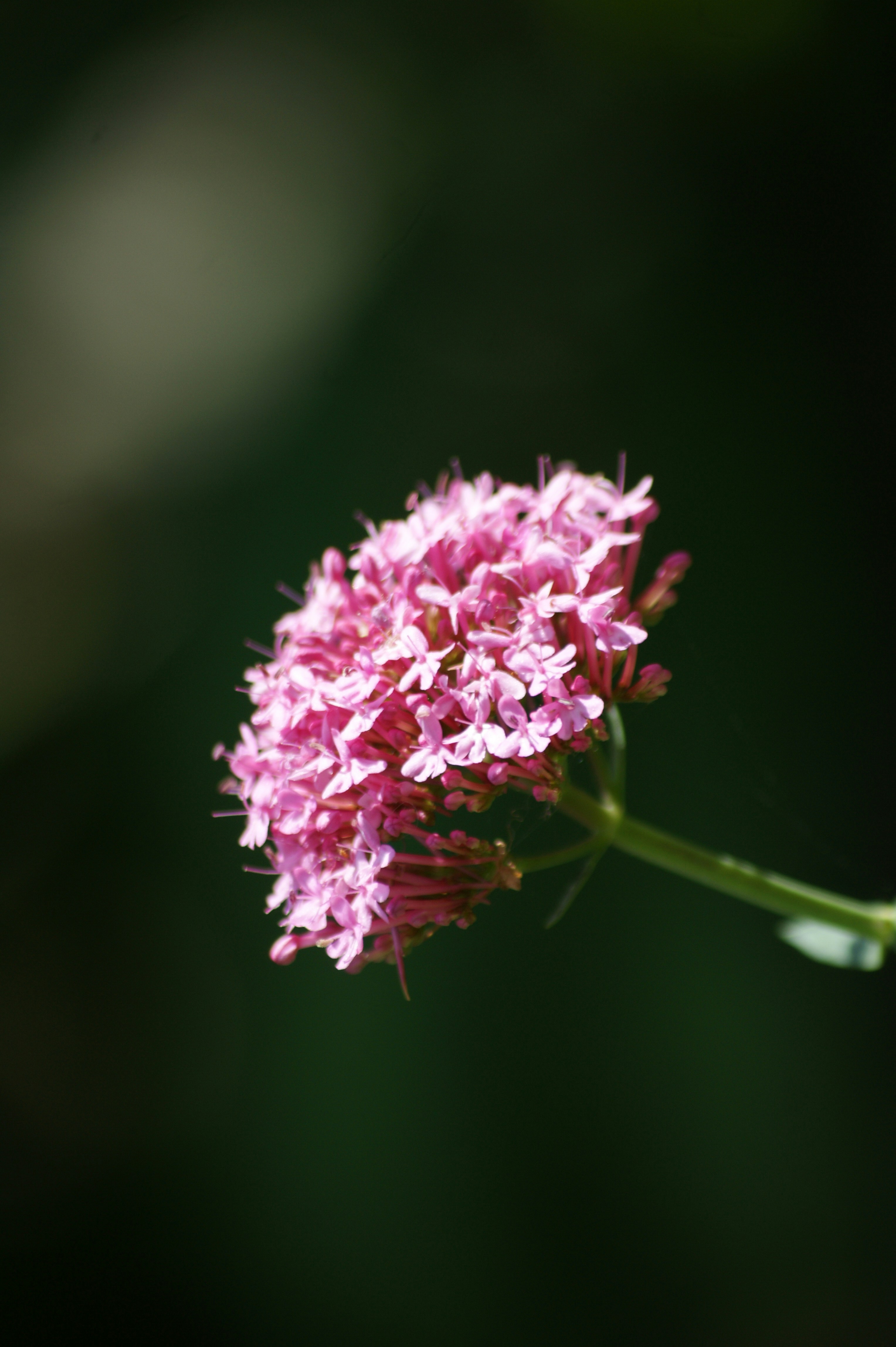 Photo by Thammy Kolb with Sony Alpha 290