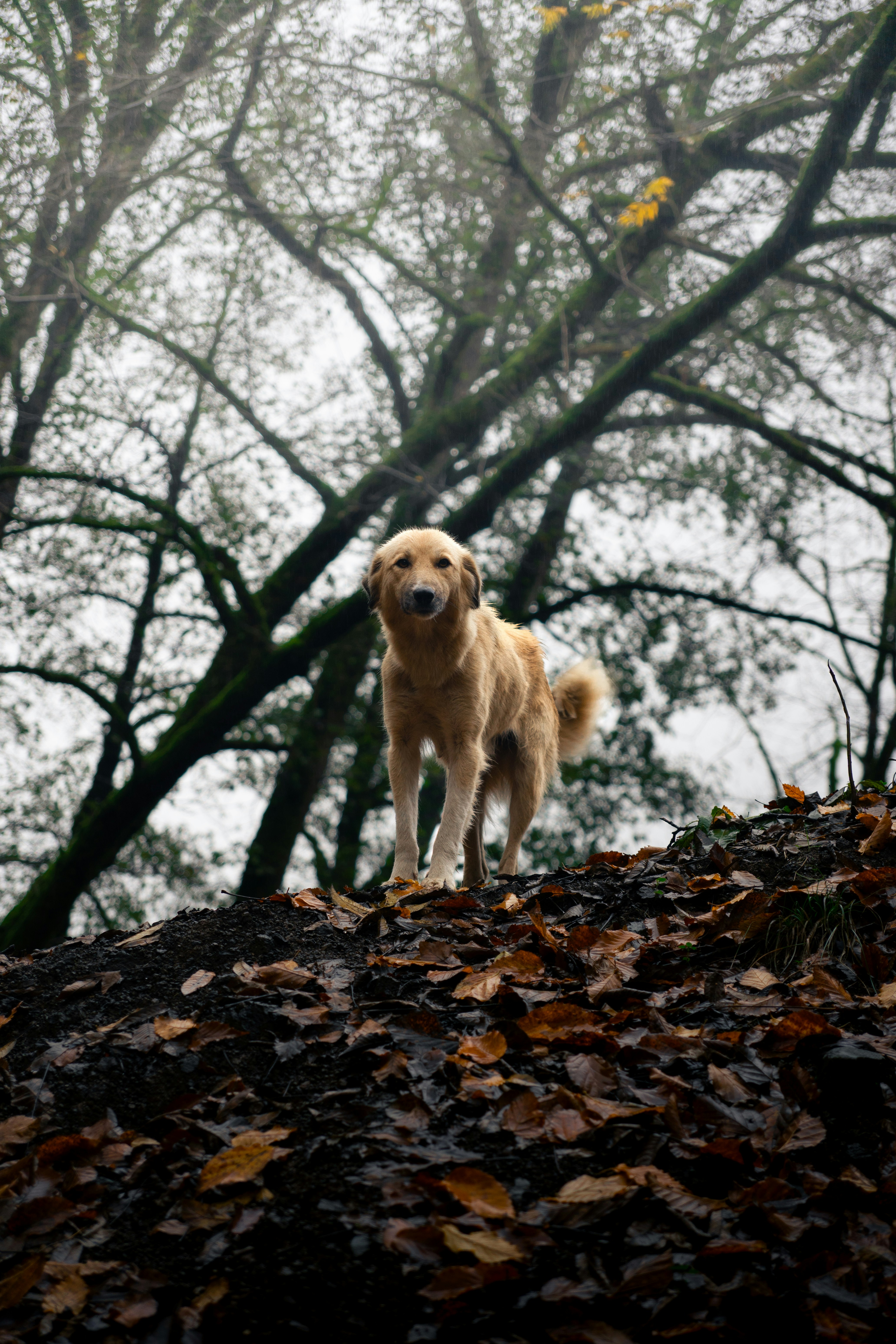 Autumn Sentinel on a Leaf-Littered Knoll
