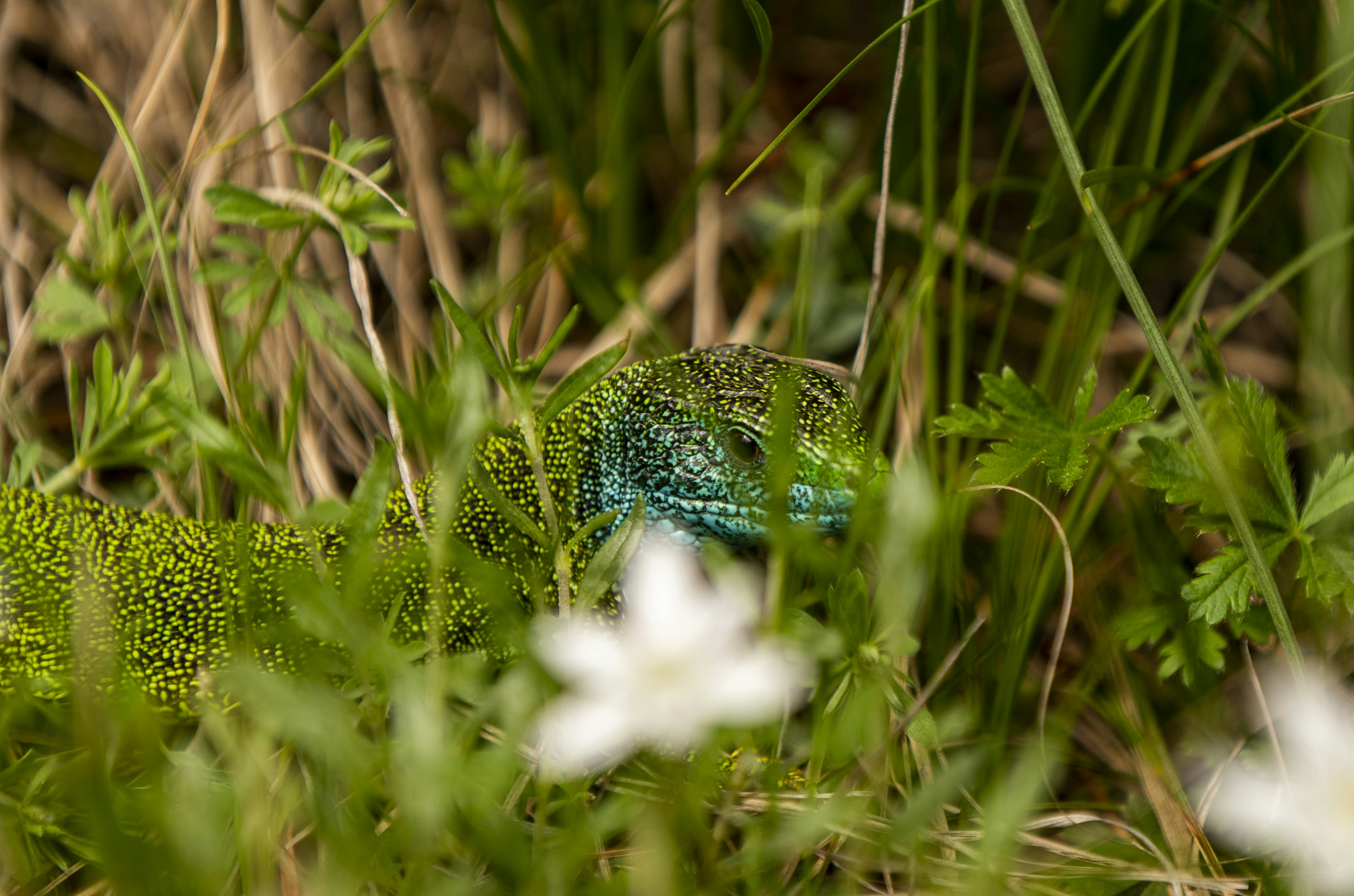 Emerald-scaled sentinel peering through meadow grasses