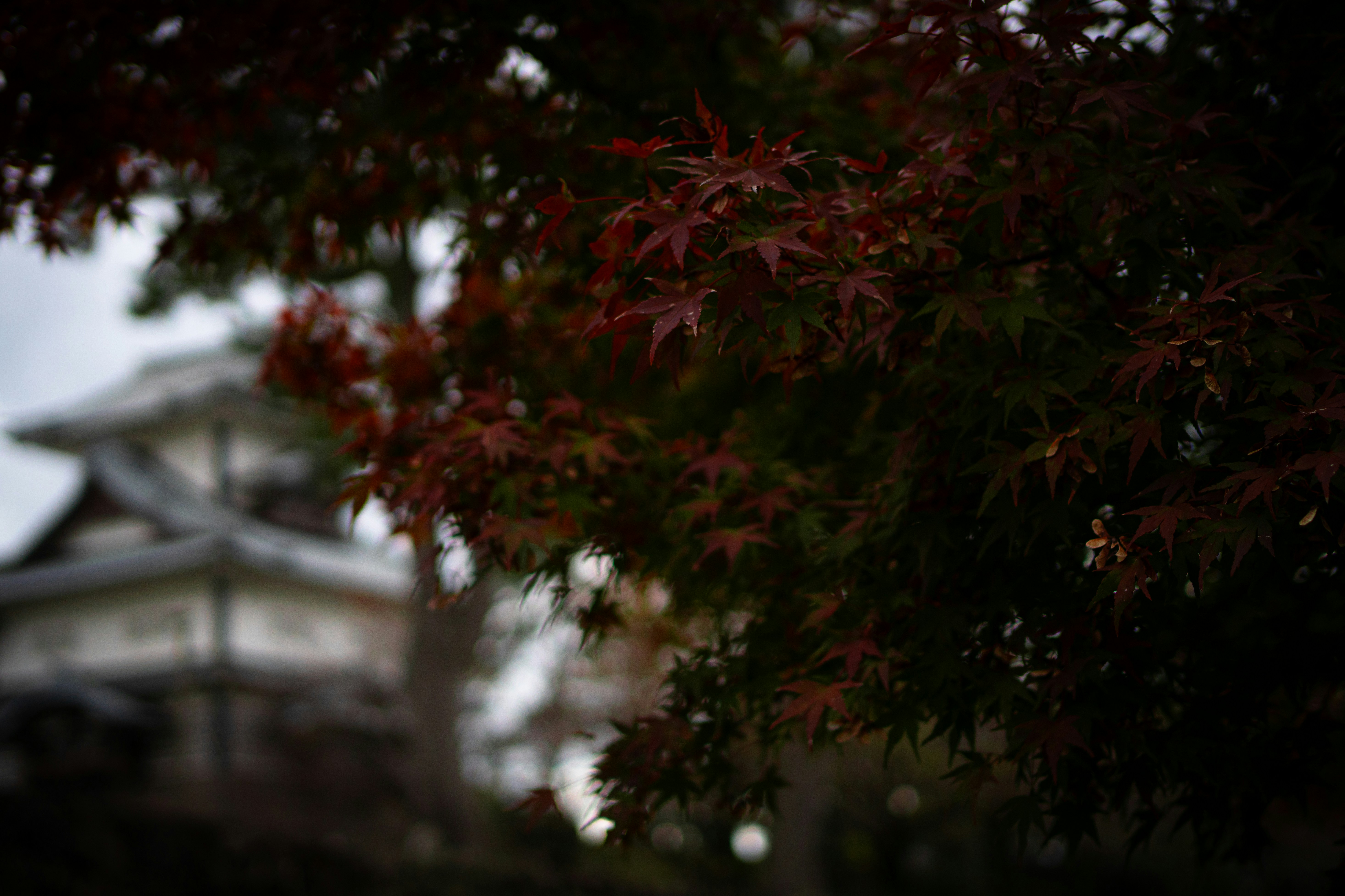 Autumn leaves in focus with a blurred pagoda in the background.