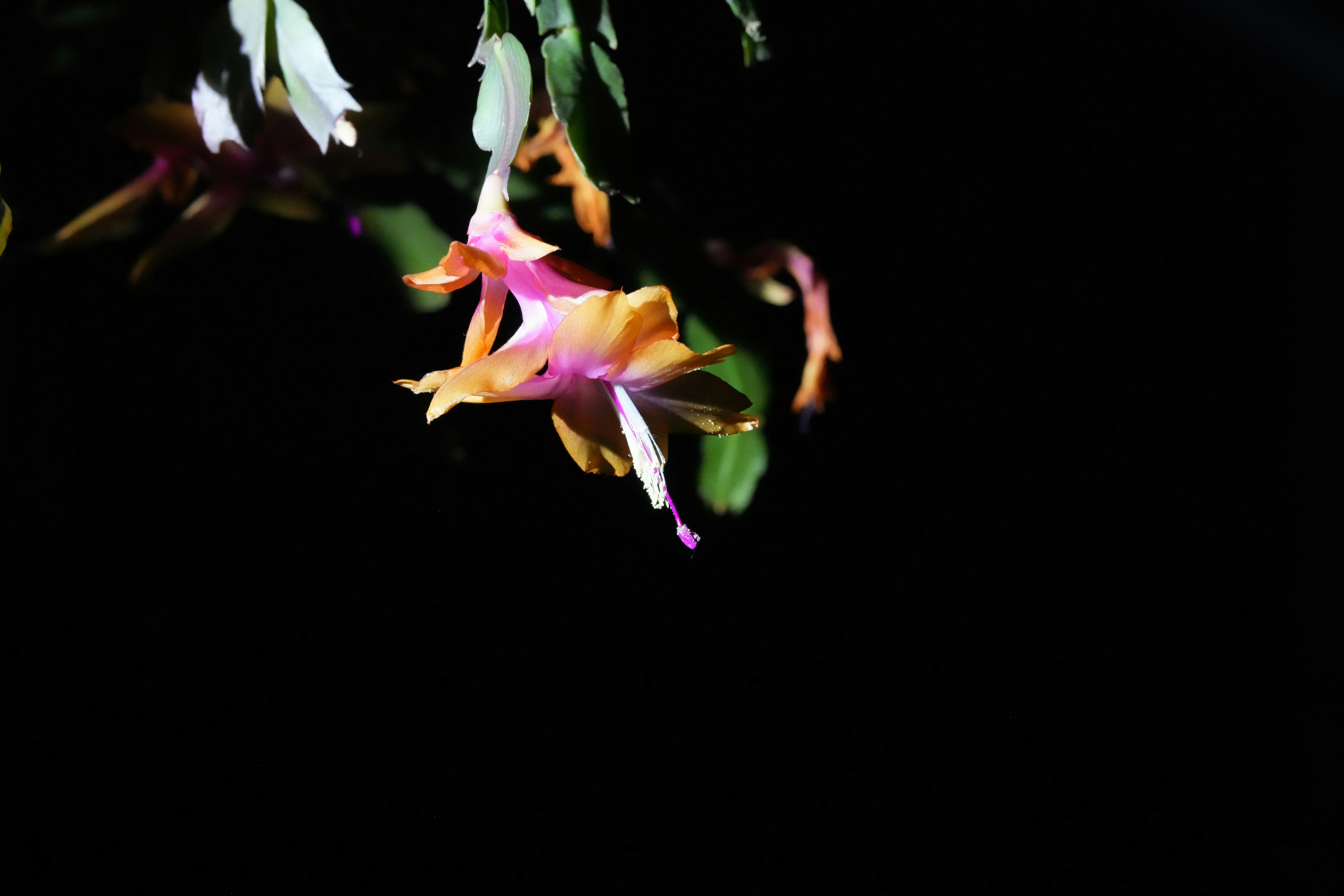 Things you see when you work at night... The suspect claims it belongs to the Schlumbergera family, but had no papers or ID card to prove, except flowers. Likely a cultivar of S. truncata. - Rzeczy, które można zobaczyć pracując w nocy... Podejrzana twierdzi, że należy do rodziny Schlumbergera, ale nie miała żadnych dokumentów, aby to udowodnić, z wyjątkiem kwiatów. Prawdopodobnie to S. truncata. - Вещи, которые вы видите, когда работаете по ночам... Подозреваемая утверждает, что она принадлежит к роду Schlumbergera, но у нее не было удостоверения личности, кроме ее цветов...