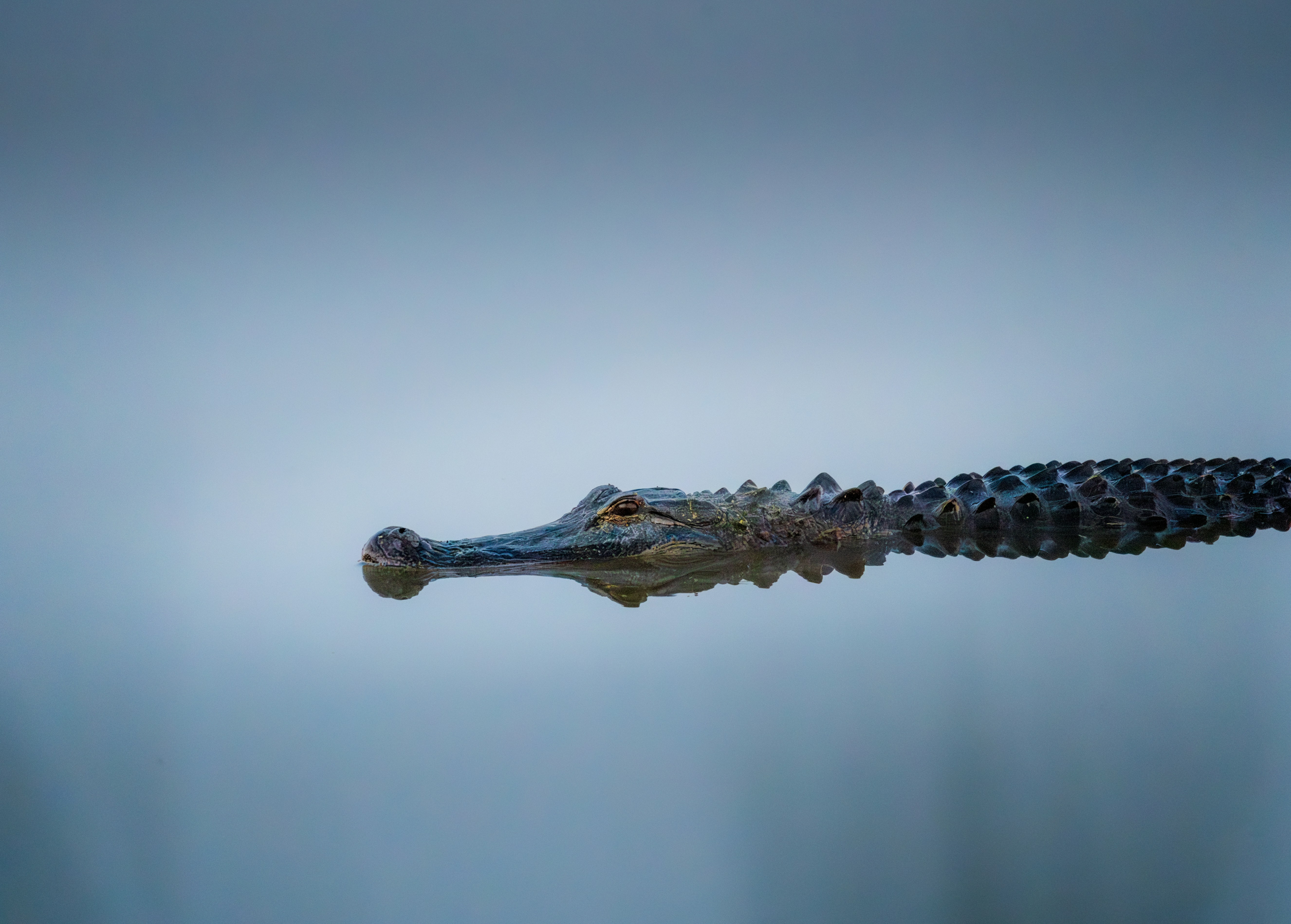 Glasswater Gaze: Crocodile Silhouette on a Mirror Lake