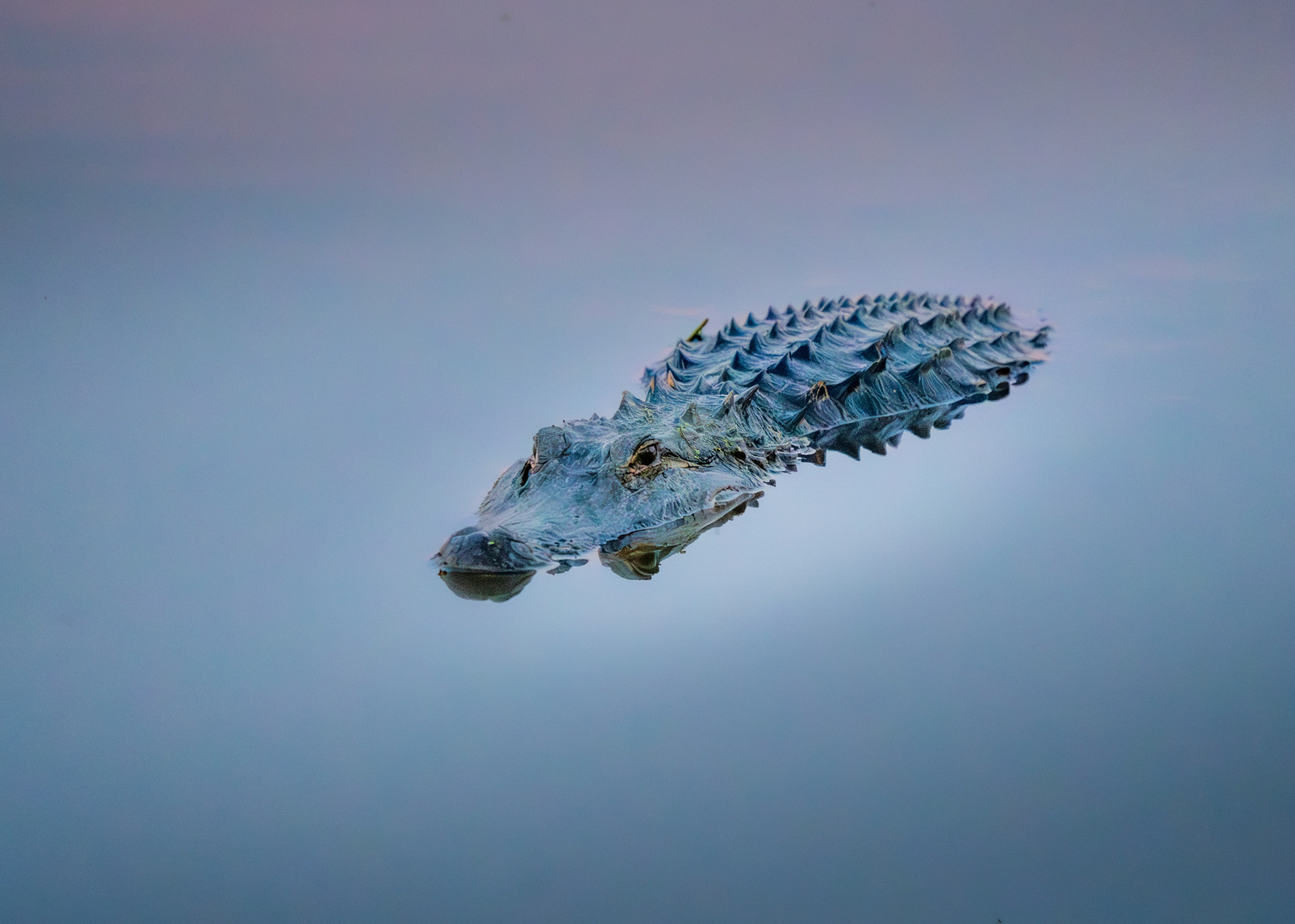 Gliding Crocodile Head Against a Misty Blue Expanse