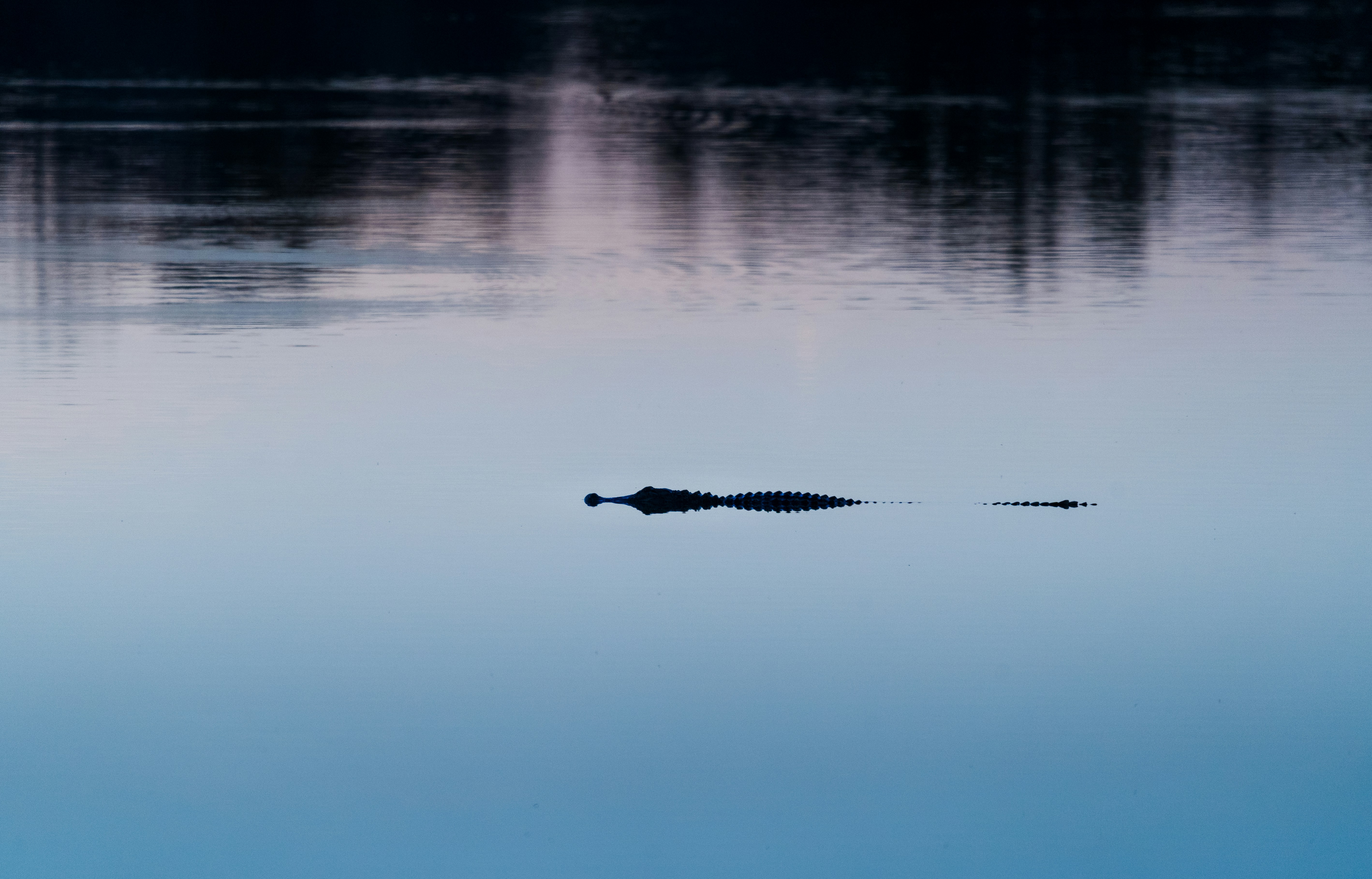 Floating Silhouette: A Glimpse Across a Glassy Lake