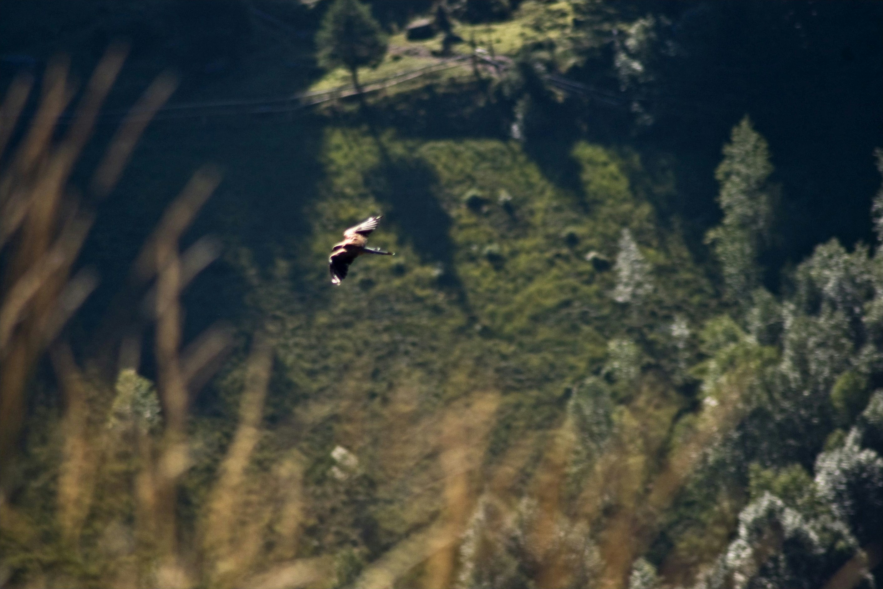 Alpine Glide: a lone bird sails over sunlit pines