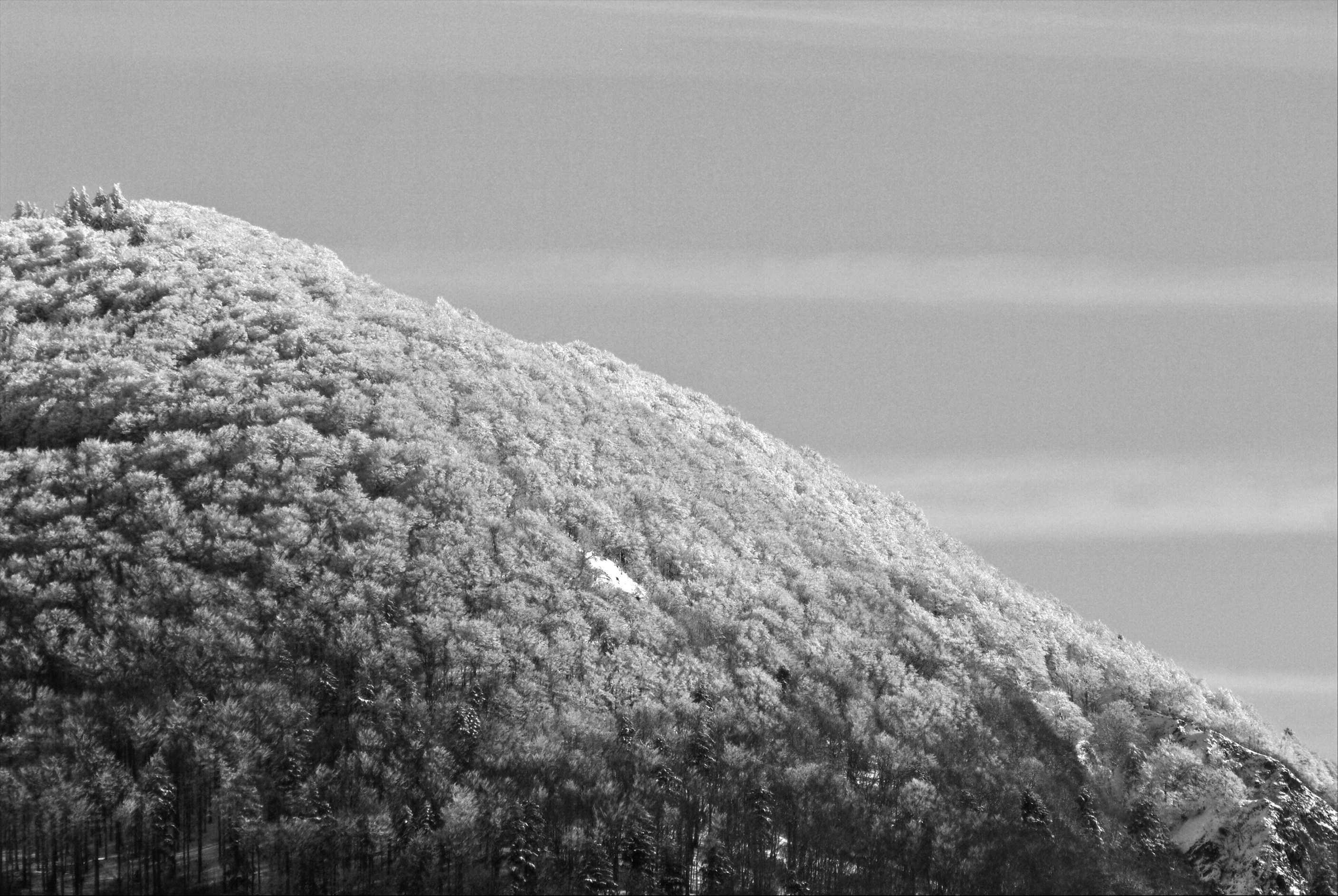 Snow-Dusted Crest: A Quiet Hill in Monochrome