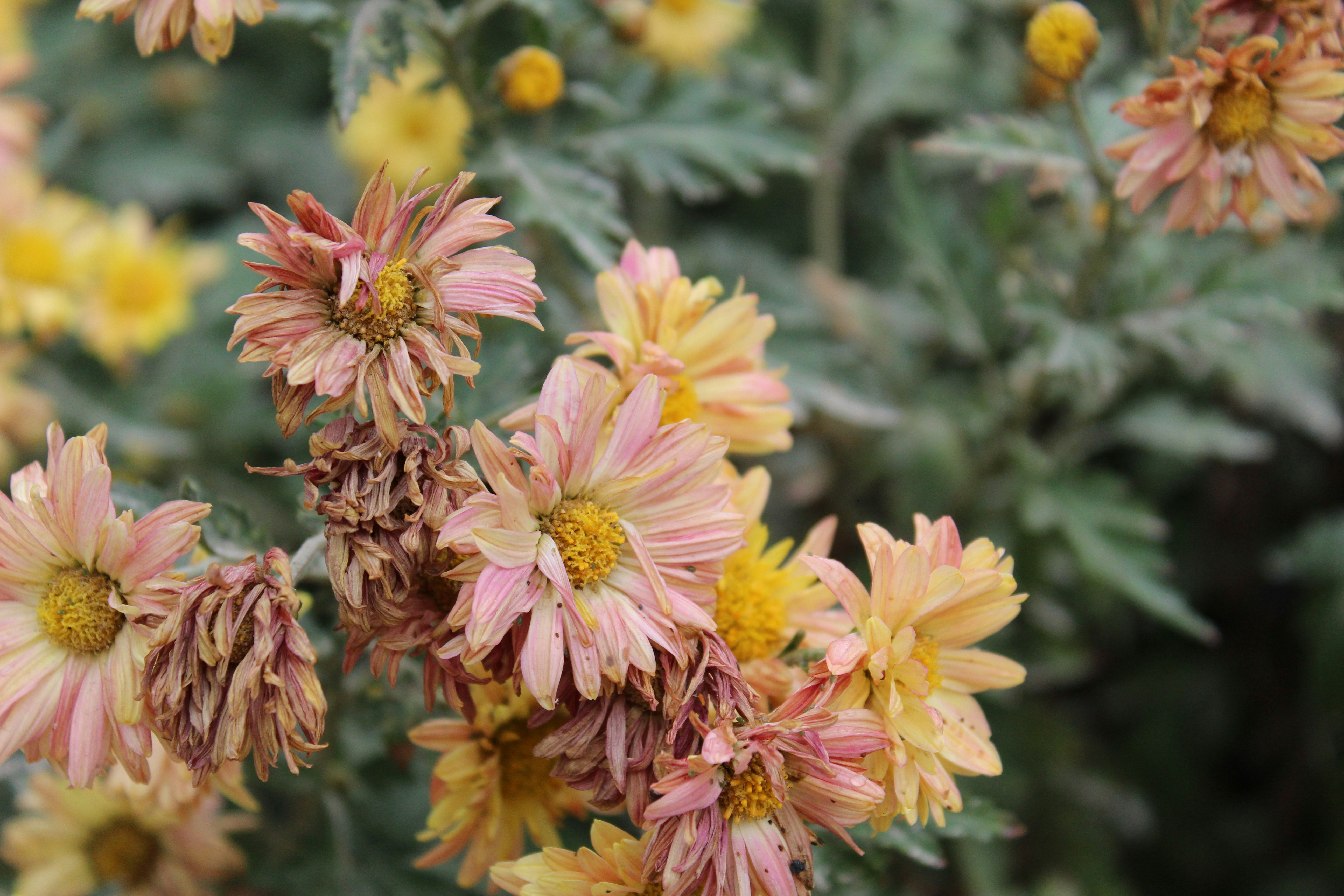 Sunlit Chrysanthemum Cluster: Soft Pink and Golden Centers