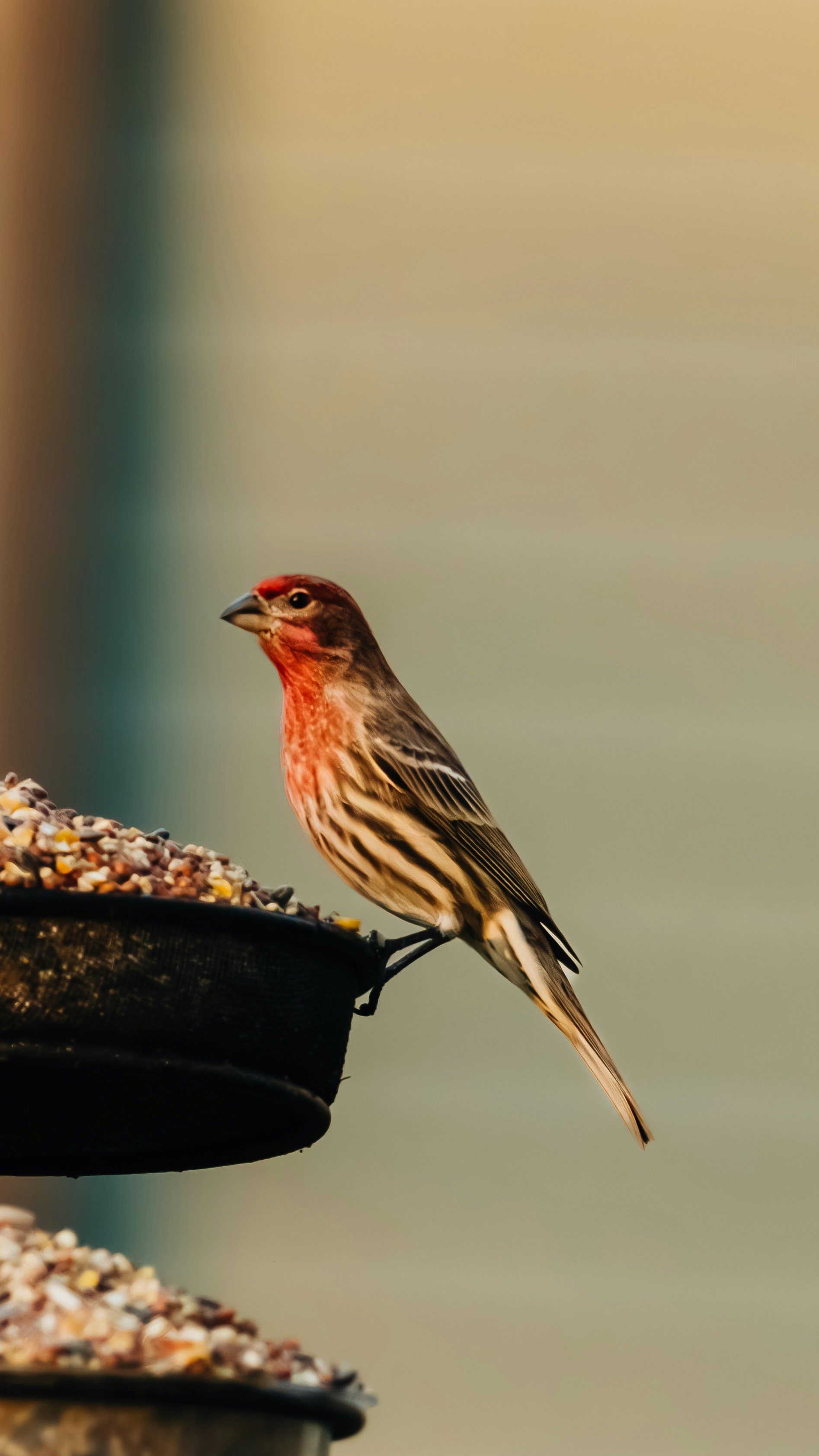 A bird sitting on top of a bird feeder