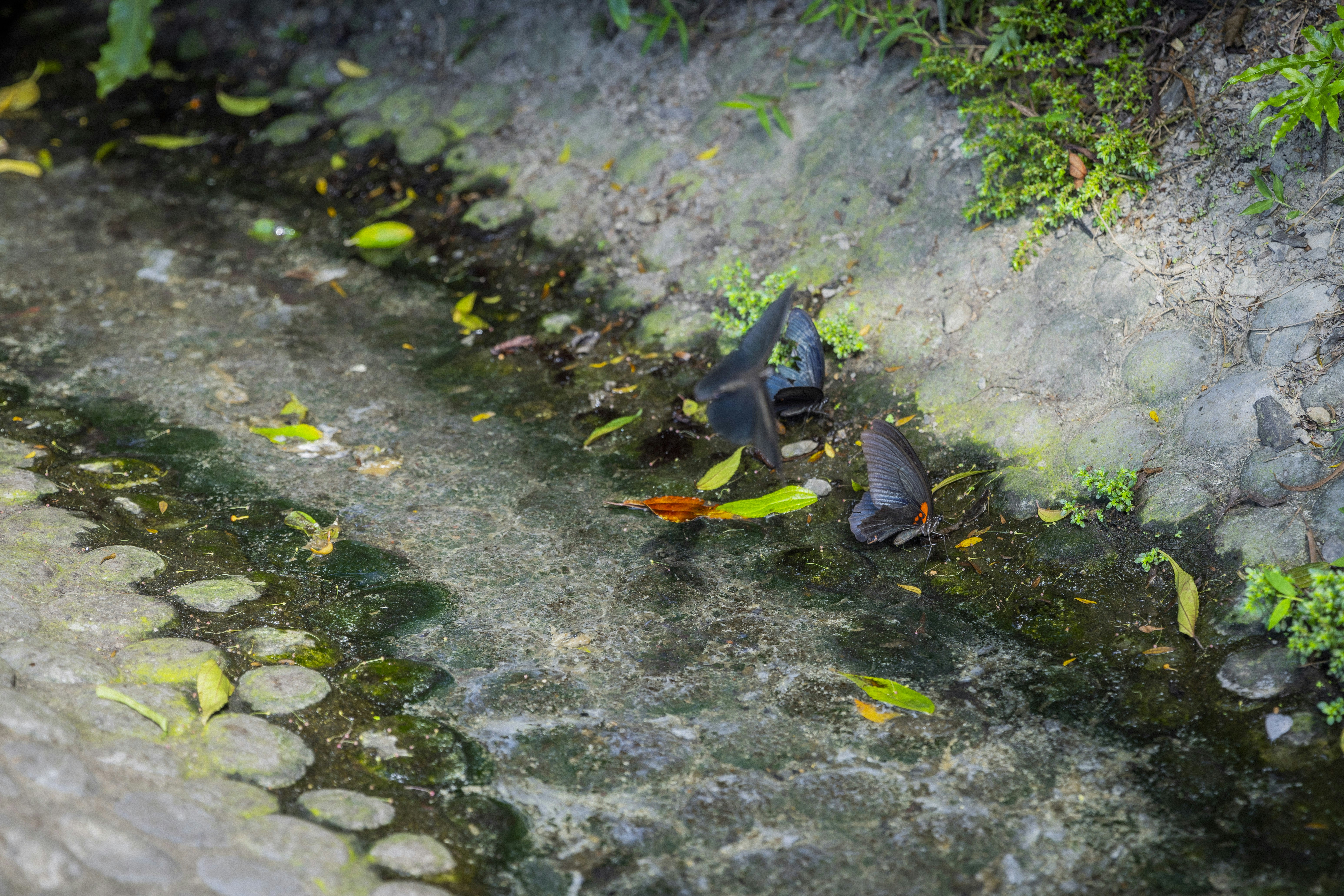 Two nocturnal silhouettes perched on a mossy rock by a rain-kissed pool