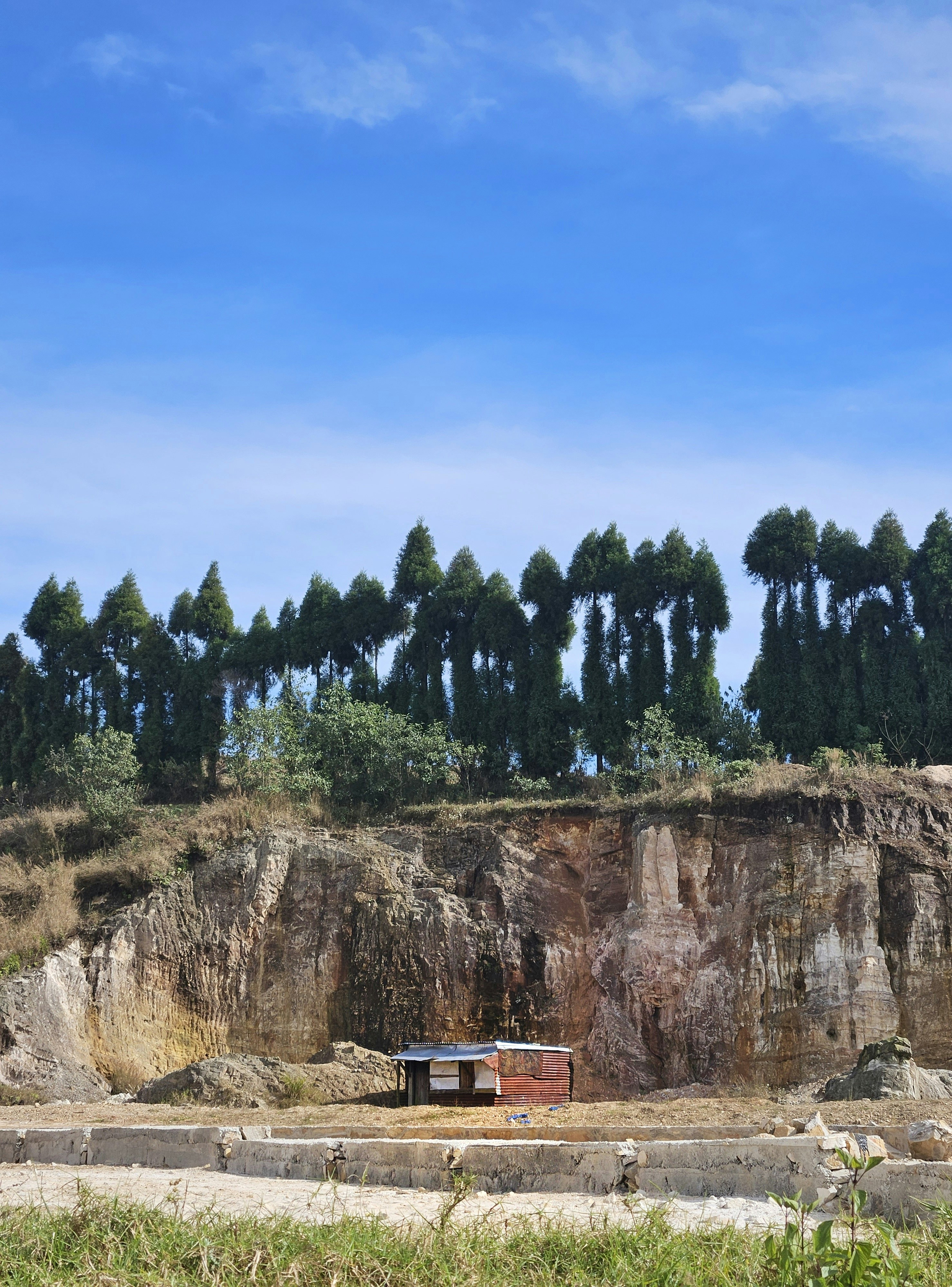 Cliffside Shelter Beneath a Pine Curtain