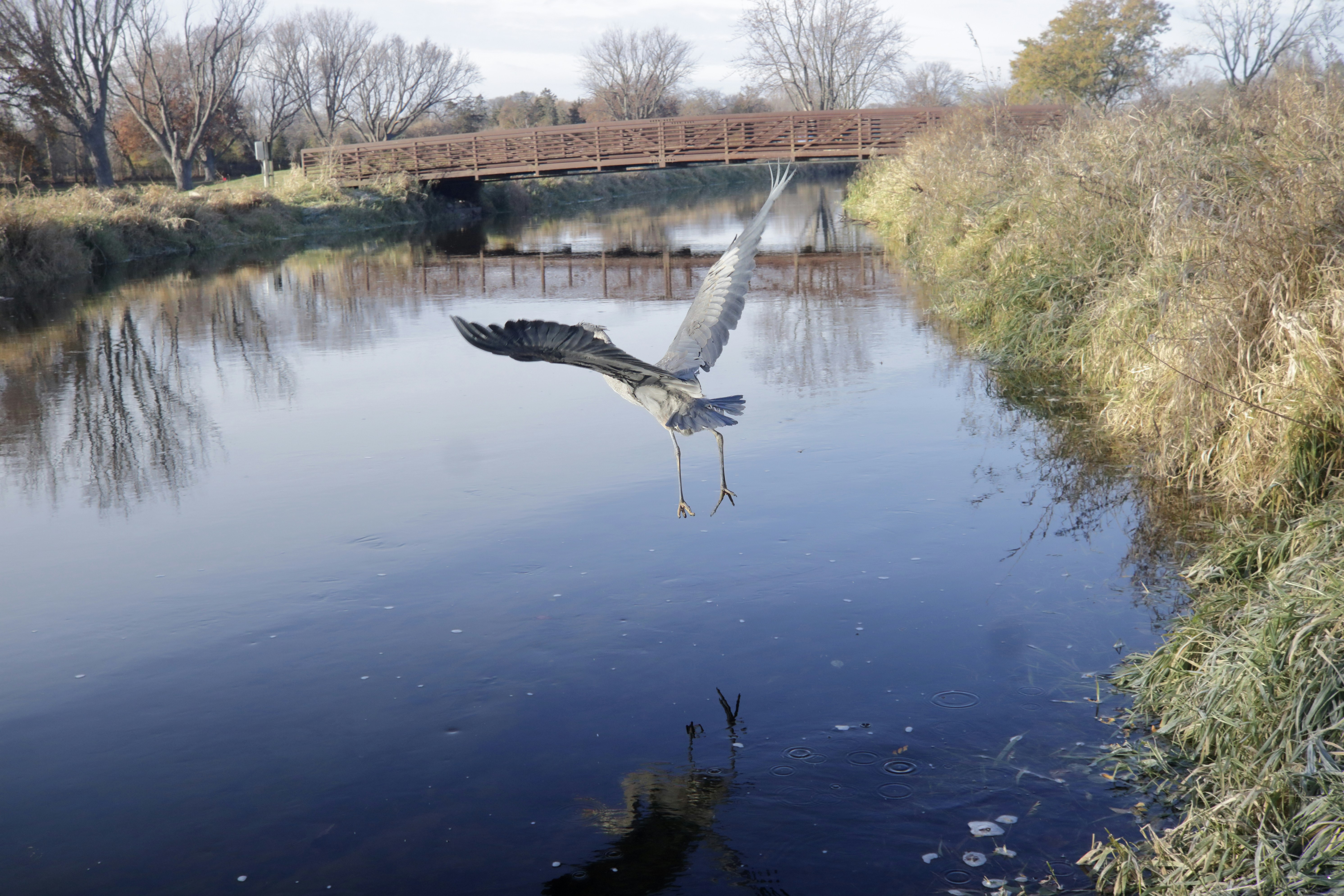 Heron in Mid-Flight Above a Quiet River