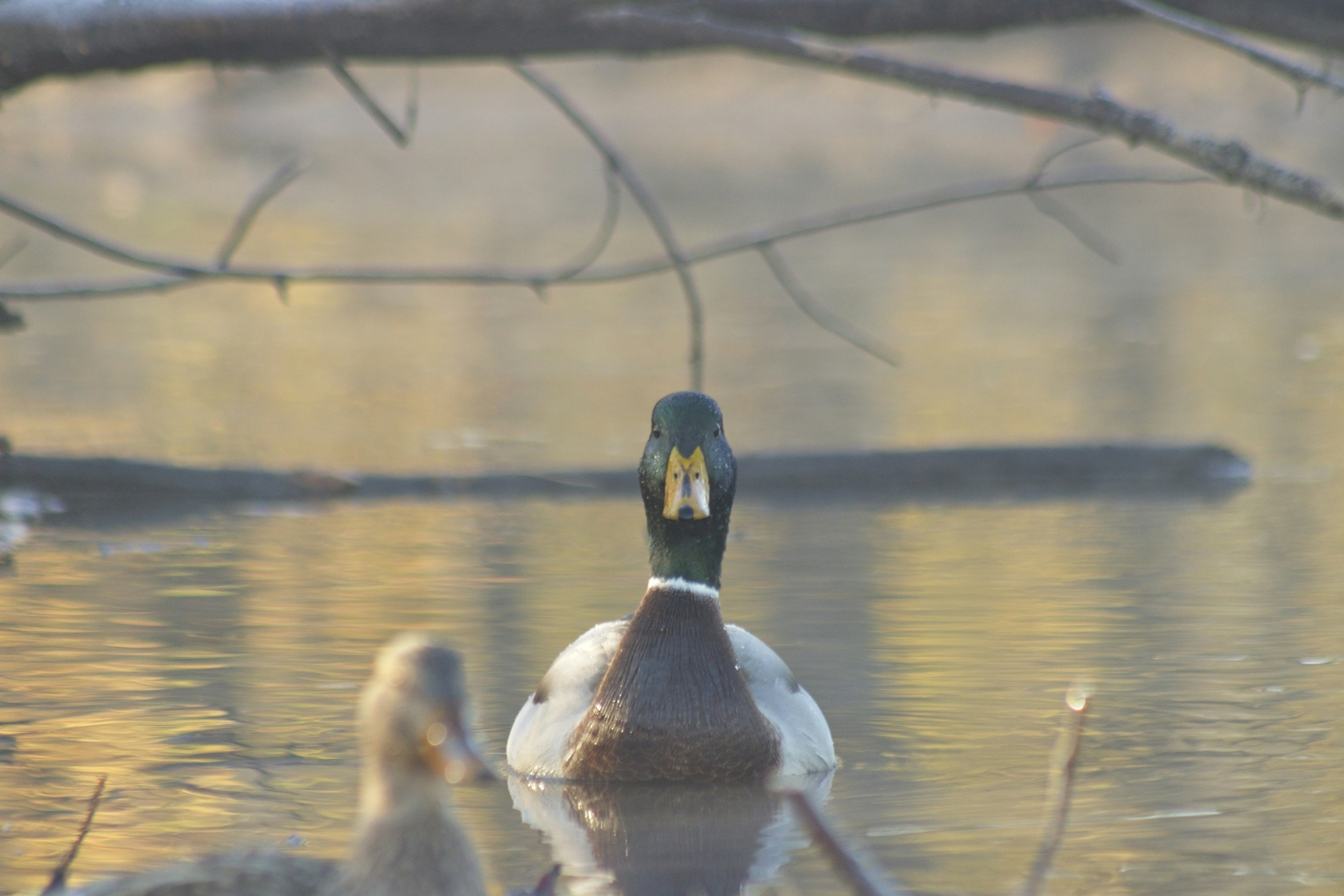 Centered Mallard Breakthrough: A Quiet Moment on Dappled Water