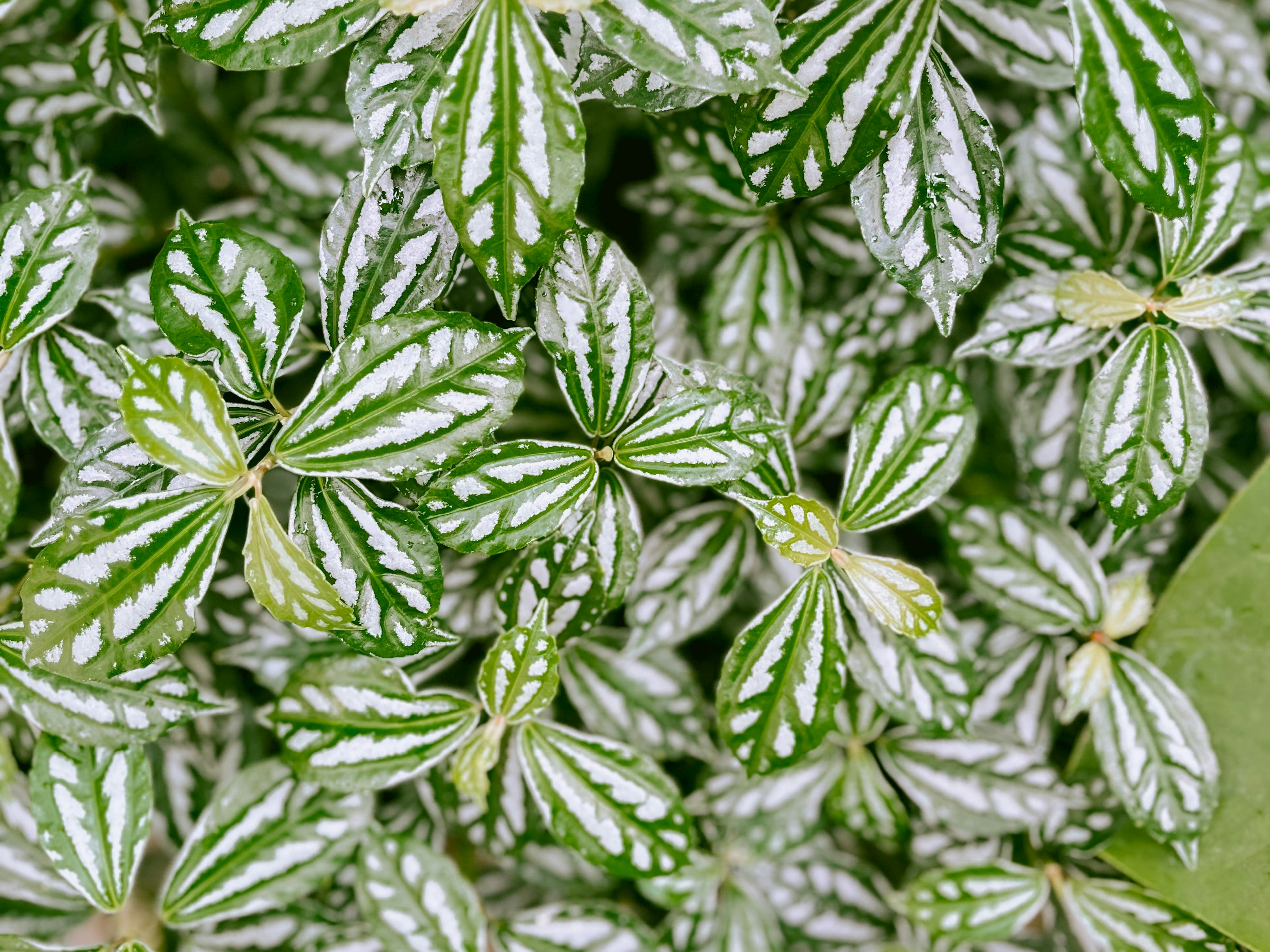 A close up of a green and white plant photo – Free Leaf Image on Unsplash