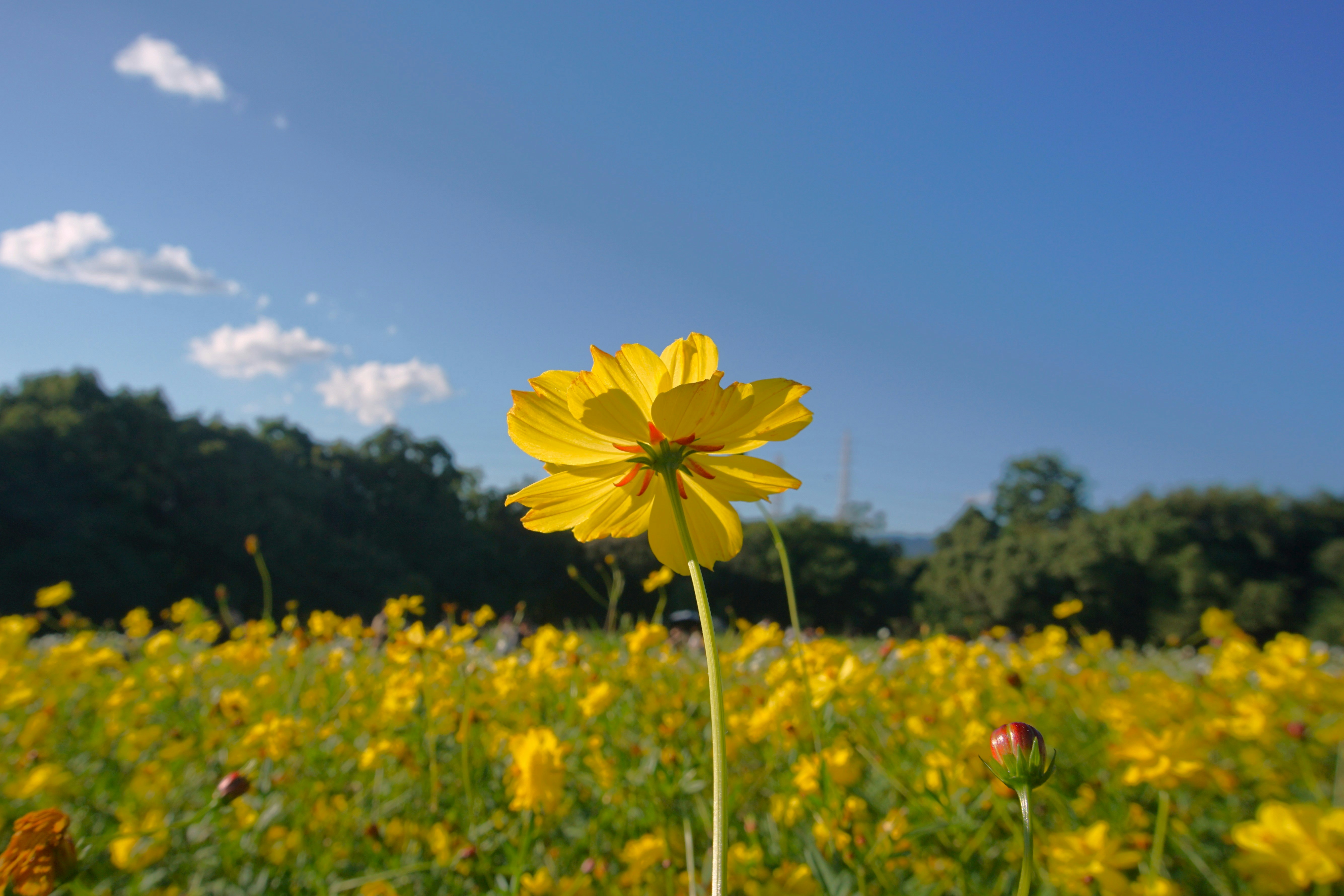 Lone Yellow Bloom Rising Over a Field of Canola