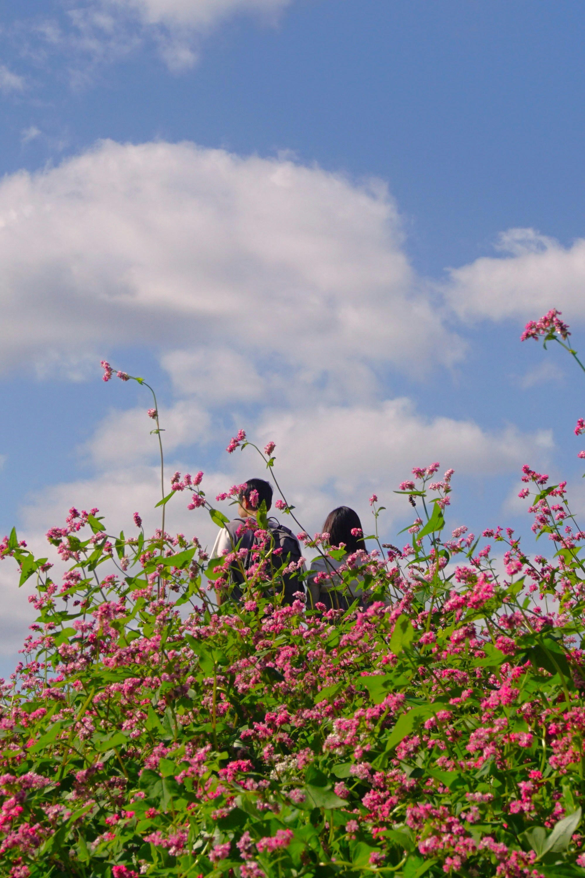 Pink Blooming Capsule: Two Silhouettes Above the Sea of Flowers