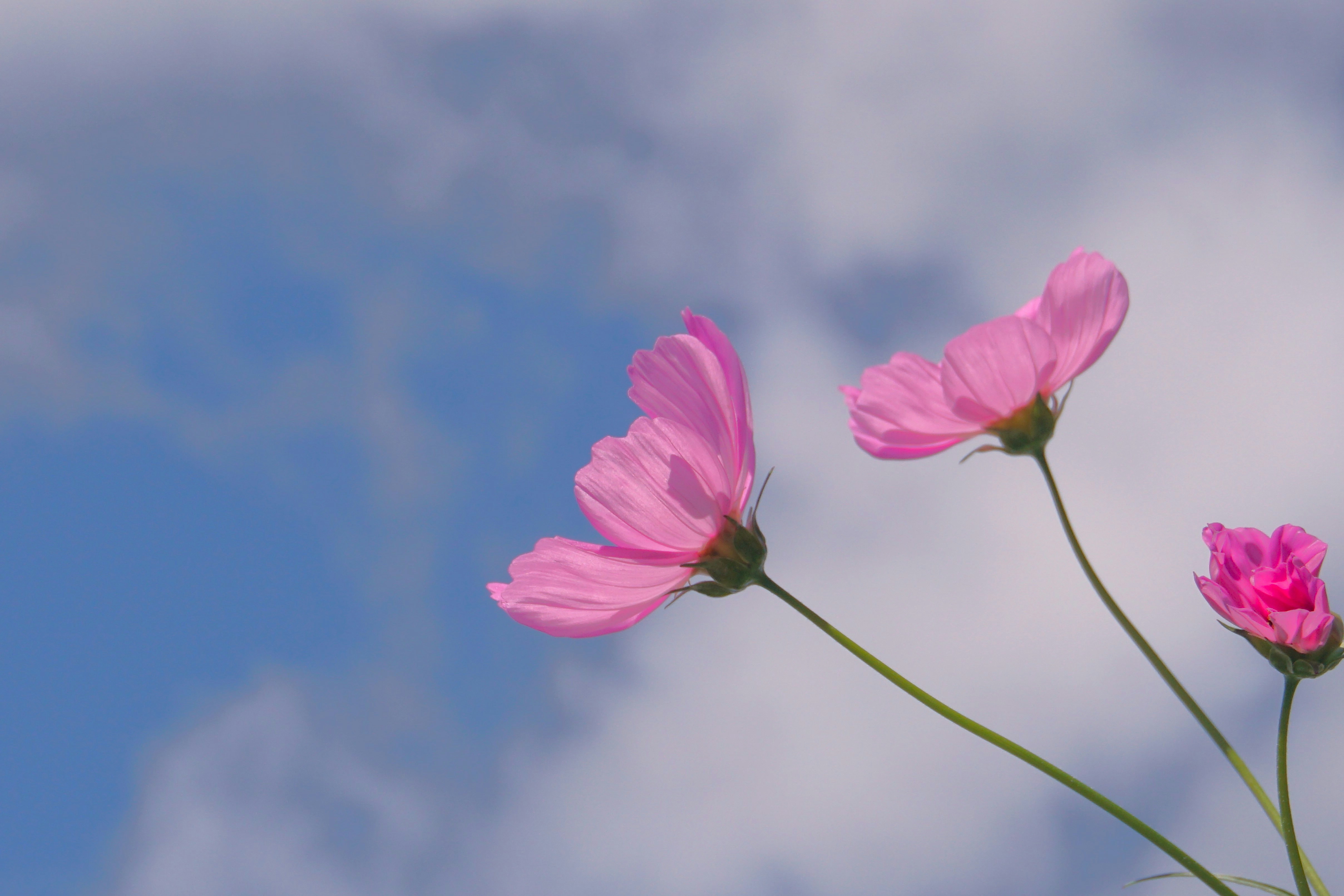 Cosmos Against the Blue: A Pink Bloom Reaching for the Sky