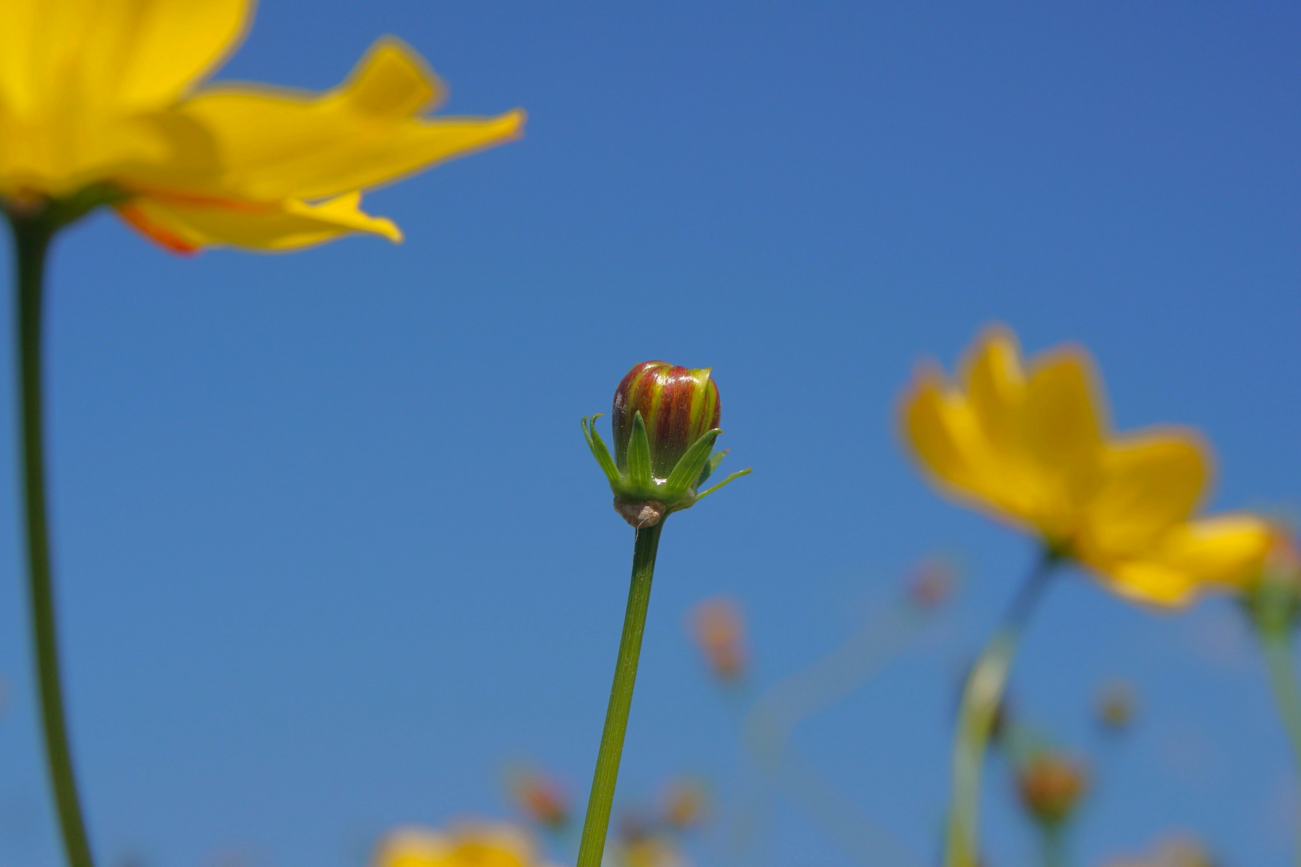 Center Bud: A Delicate Crown Rising Over Sunlit Yellow Petals