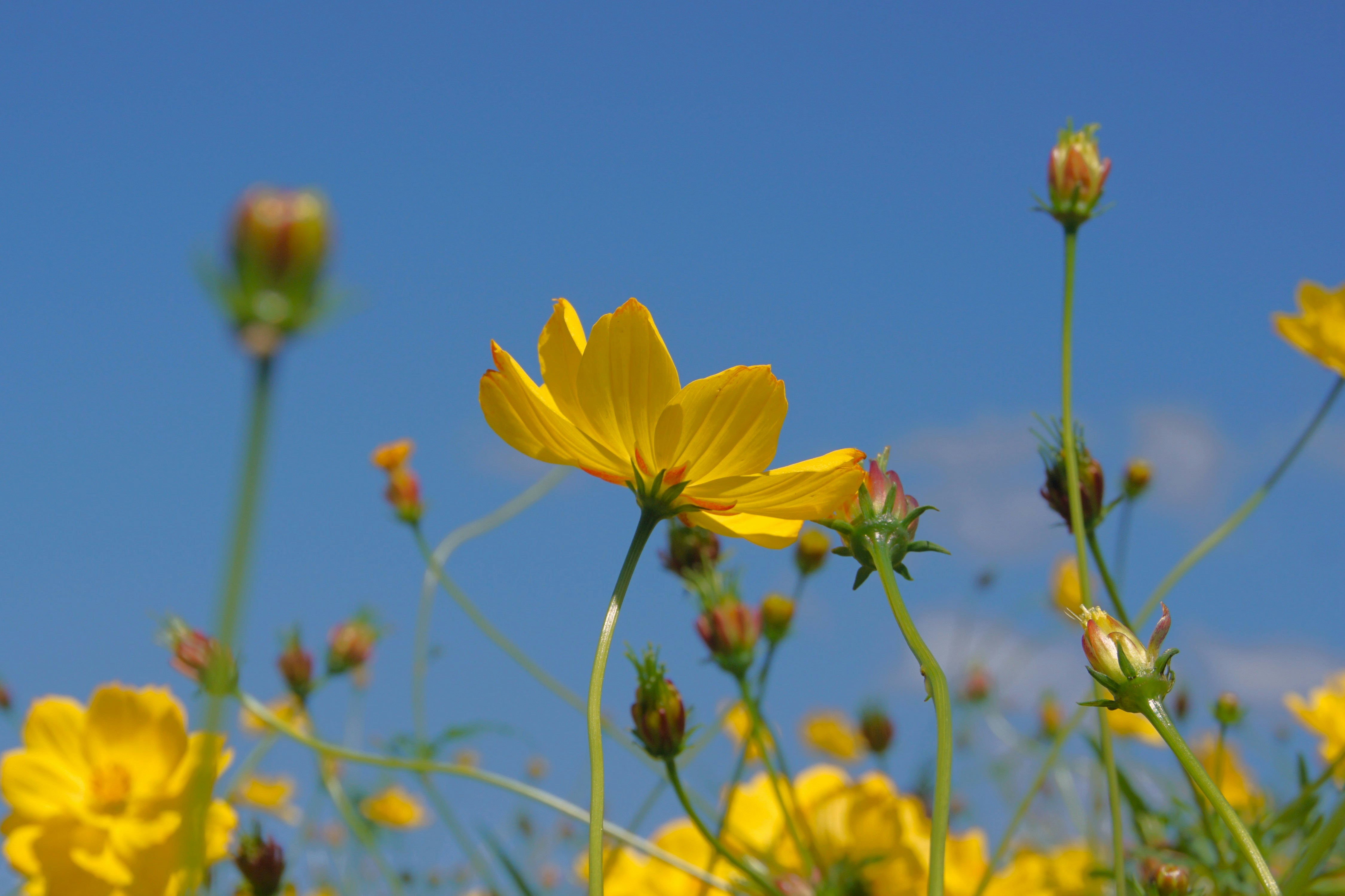 Yellow cosmos flowers bloom under the blue sky, Osaka, Japan