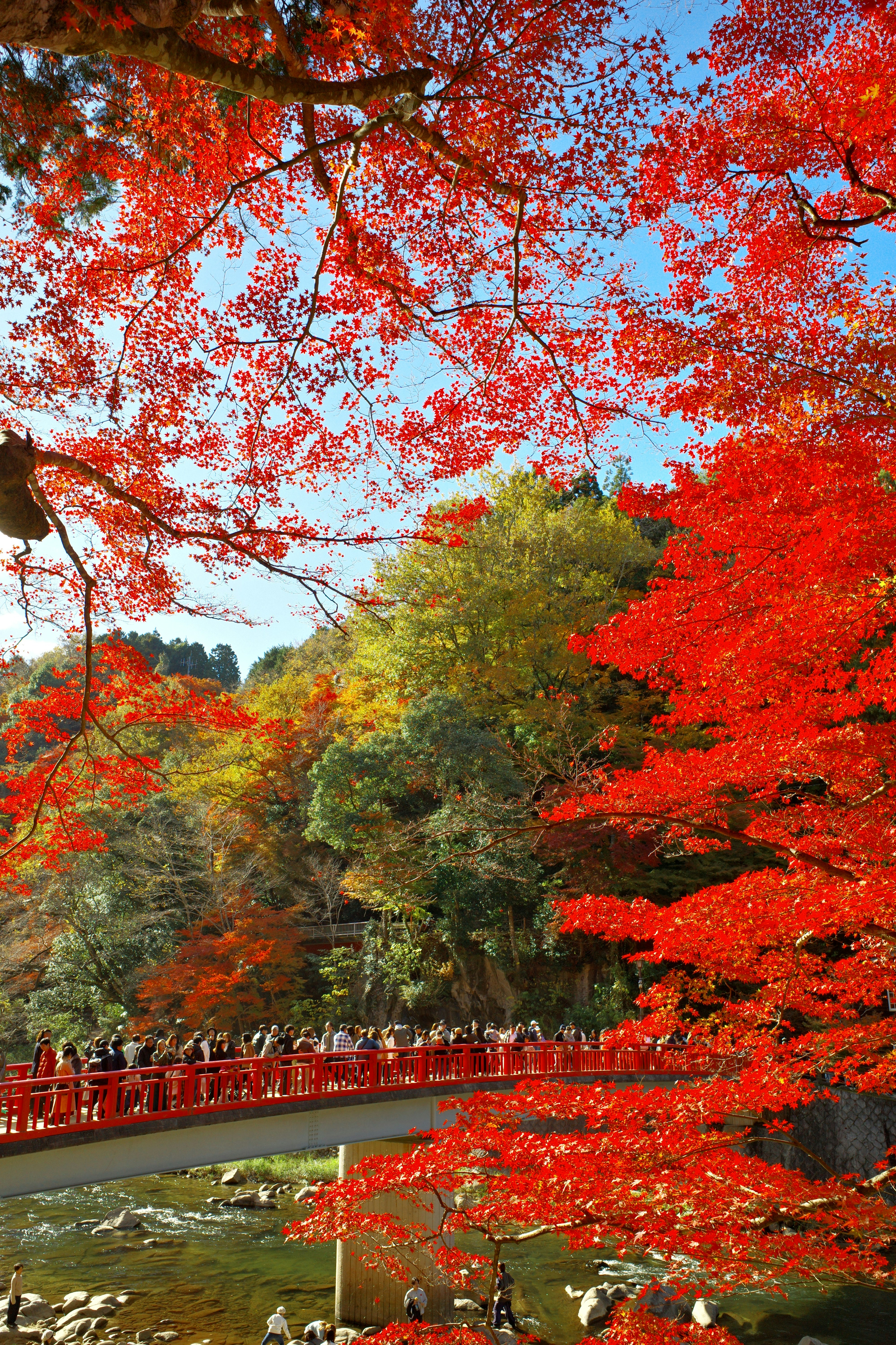 Autumn Symphony Over the Scarlet Bridge
