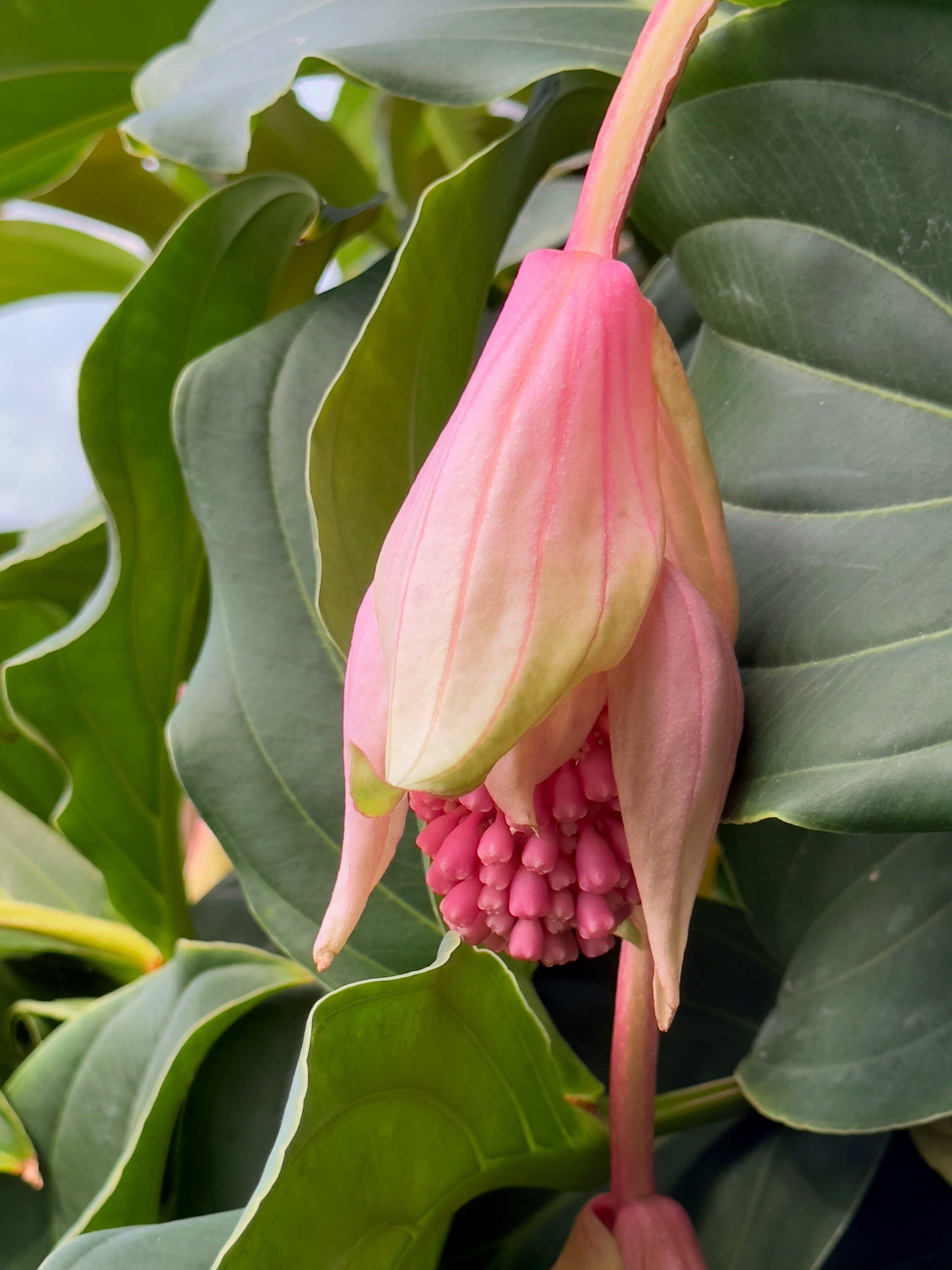 Pink Medinilla bud surrounded by lush green leaves.