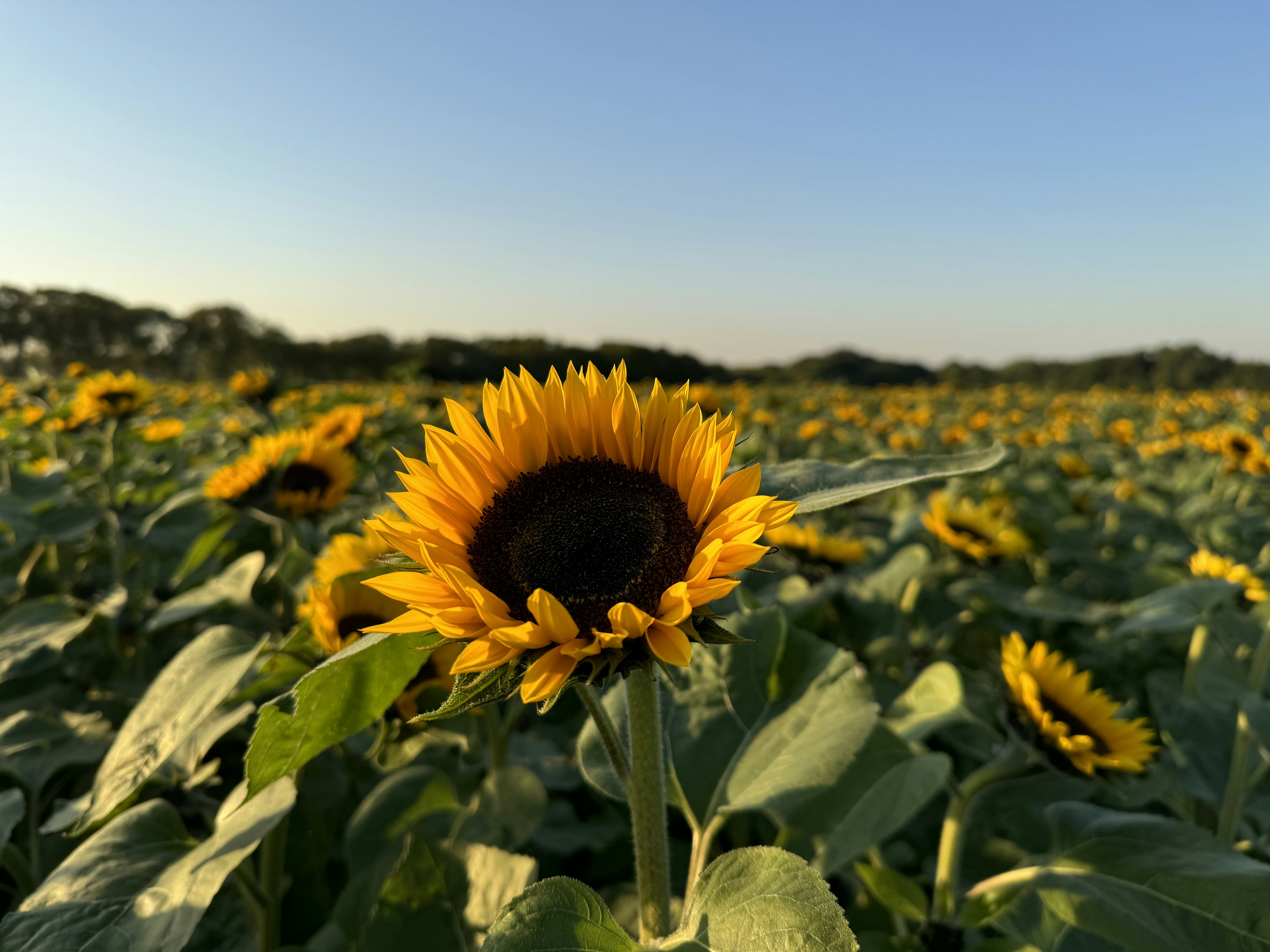 Sunlit Symphony: A Field of Golden Blooms