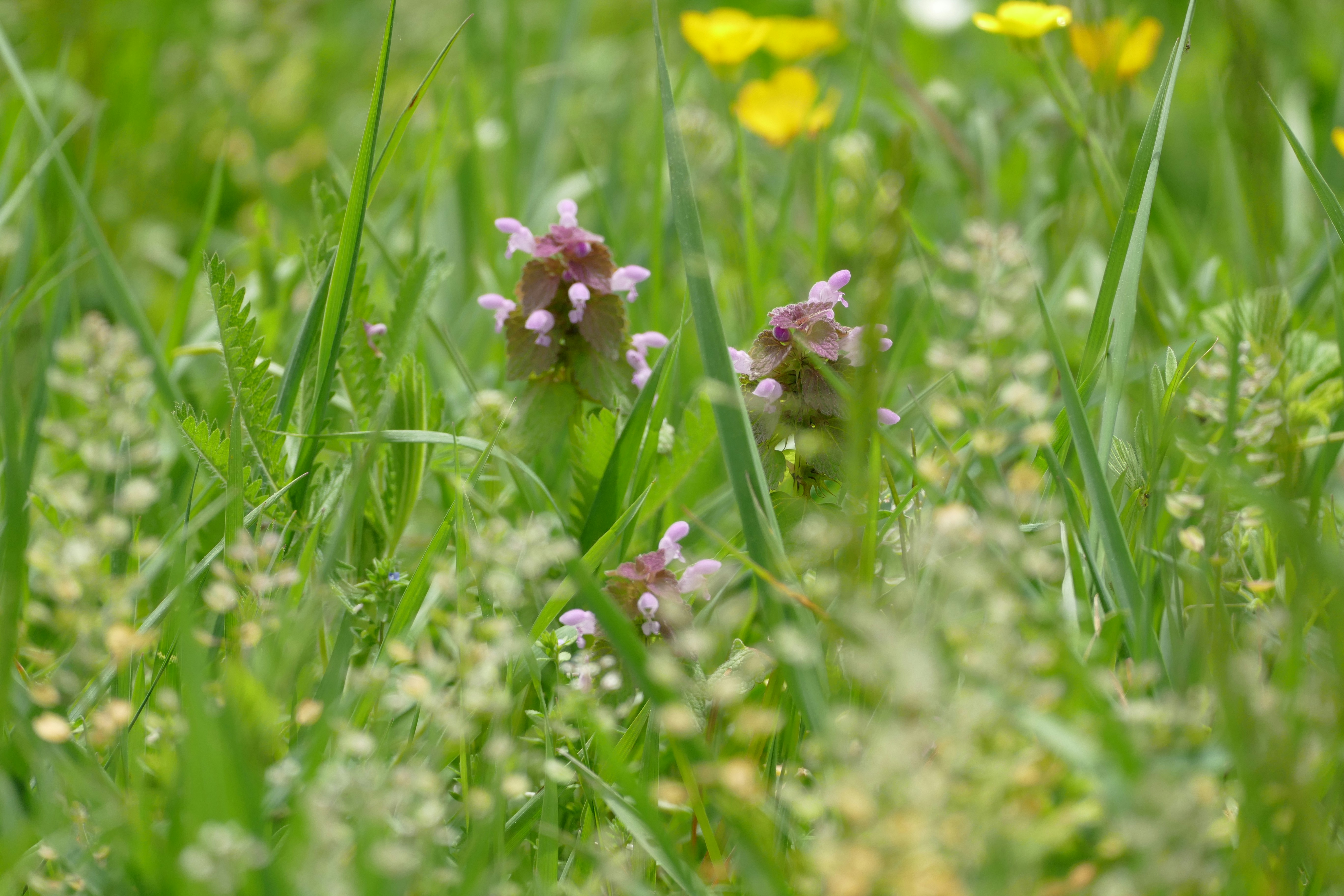 Pink Spires in a Green Sea: A Meadow's Quiet Glow