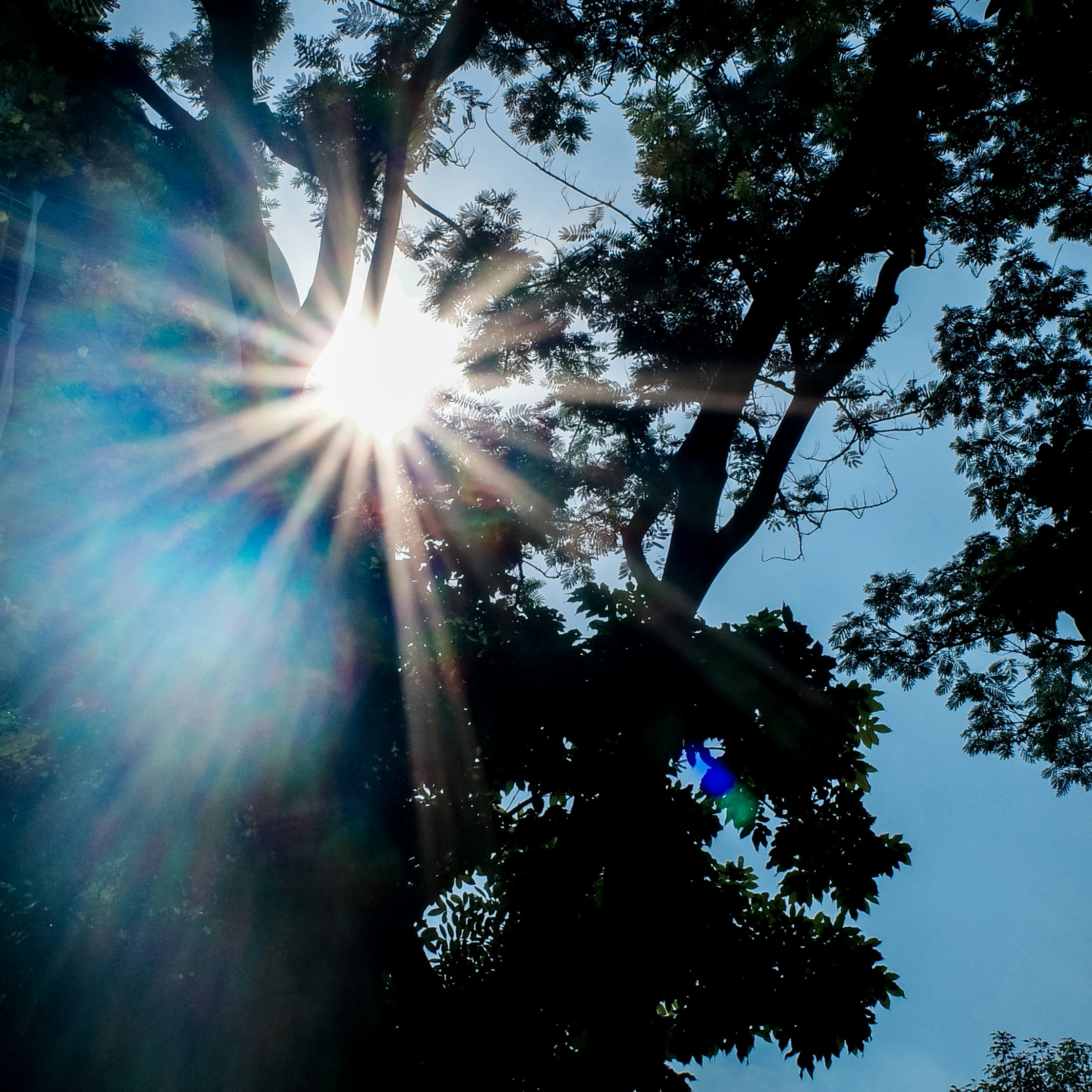 The sun shines brightly through the leaves of a tree photo – Free ...