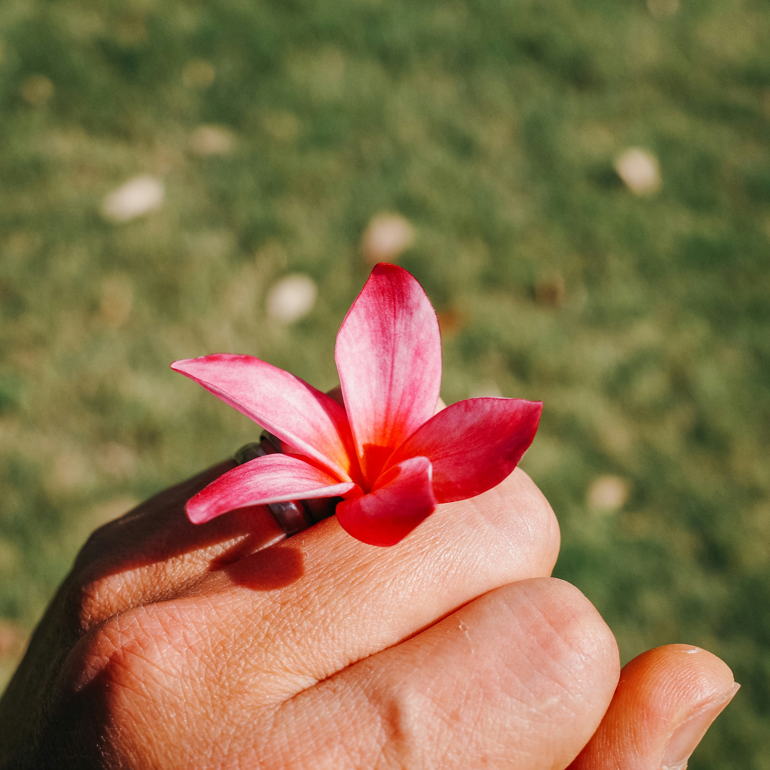Close-up of a pink plumeria blossom pinched between fingers against a softly blurred grassy backdrop.