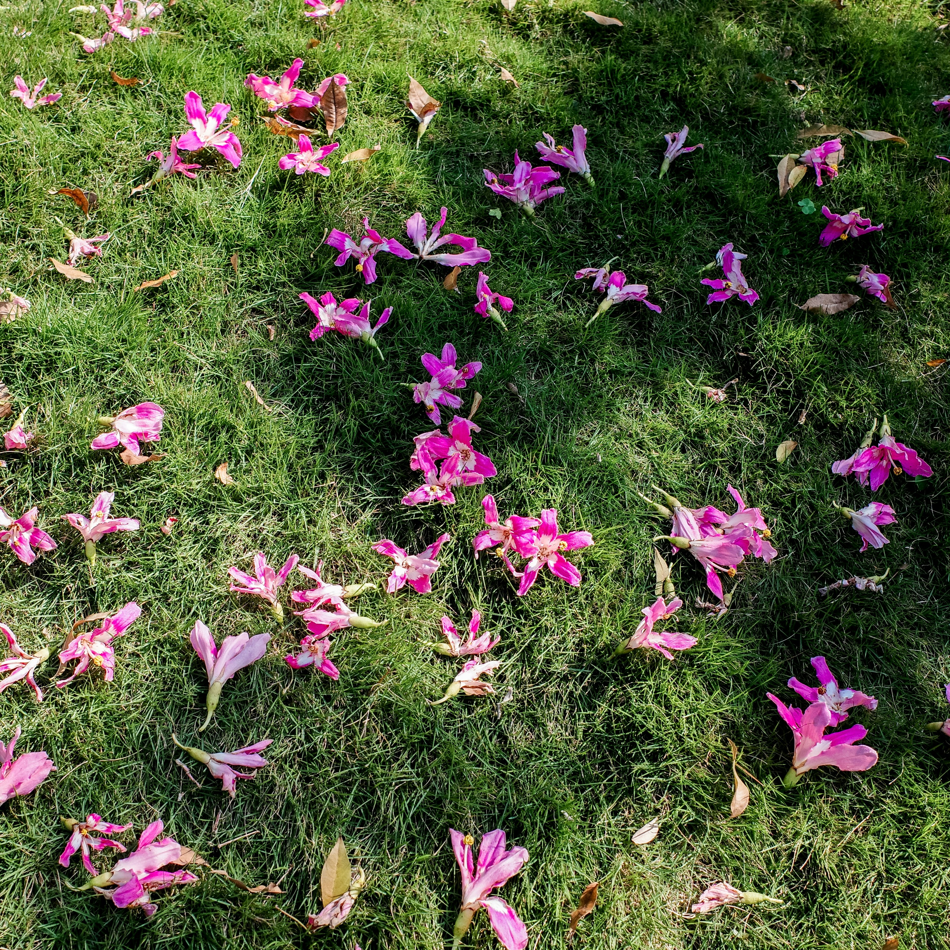 Petal Mosaic at Midday: A Pink Carpet Across the Grass
