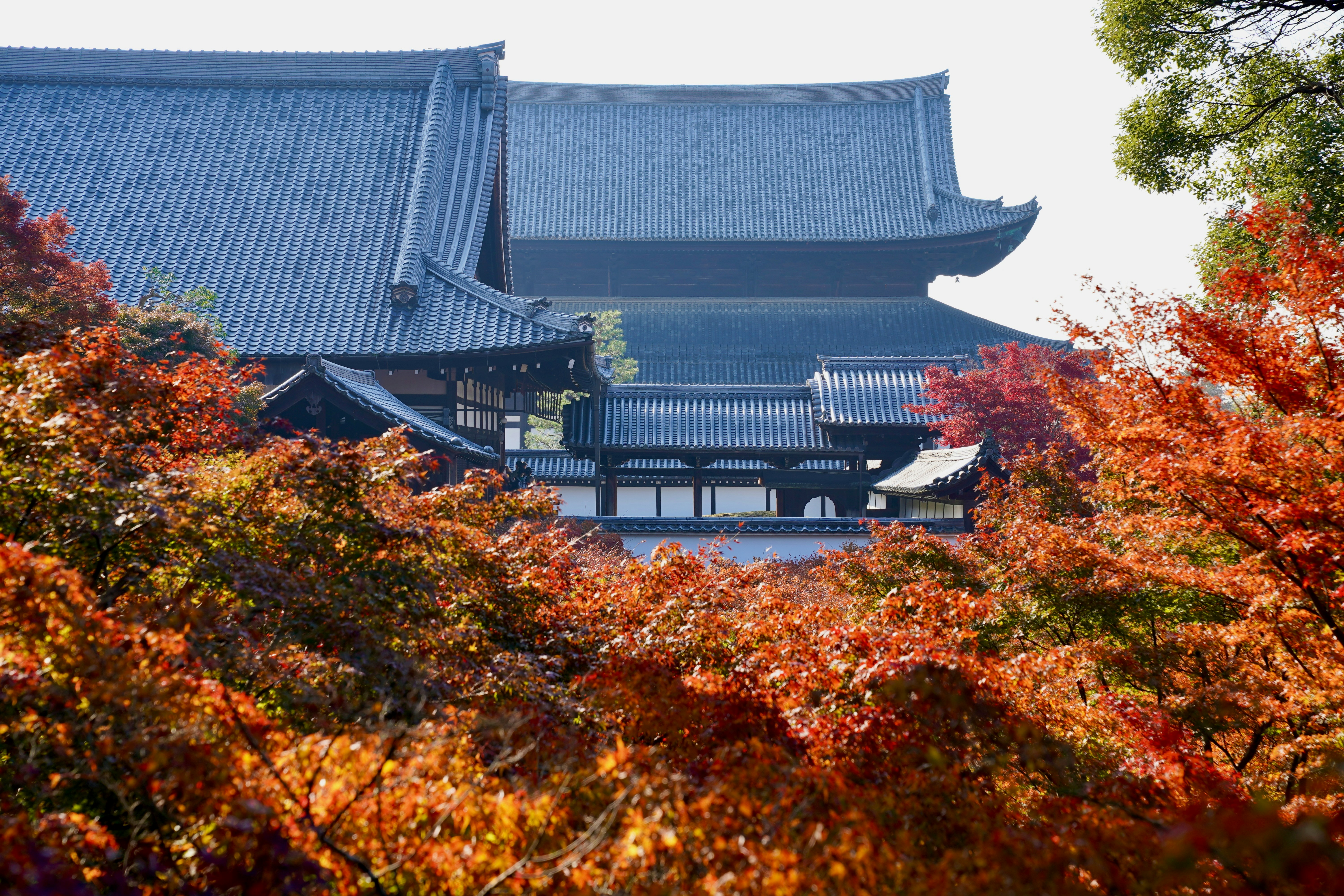 A building with a blue roof surrounded by trees photo – Free Kyoto ...