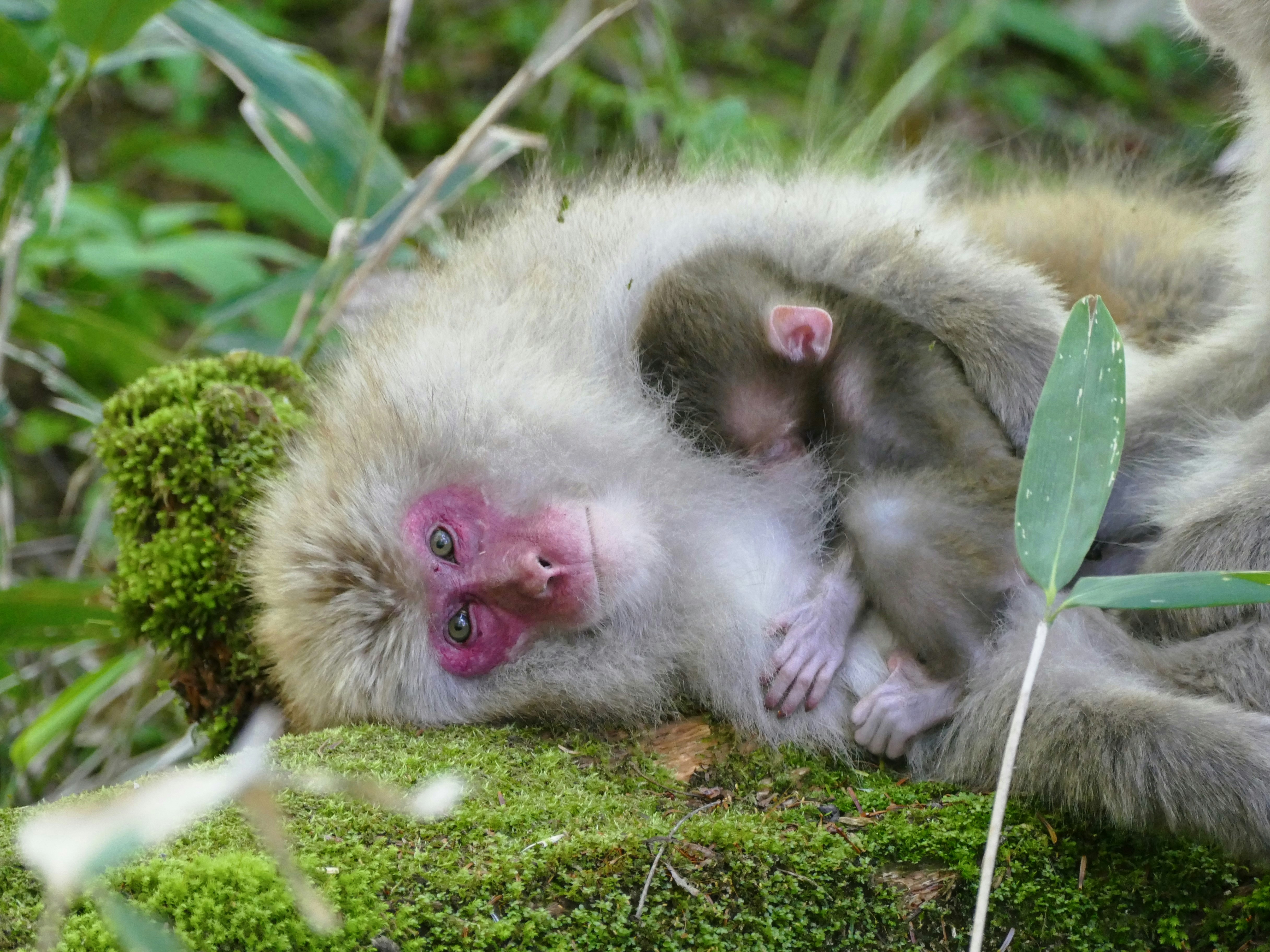 Pink-nosed infant macaque nestled on a mossy log