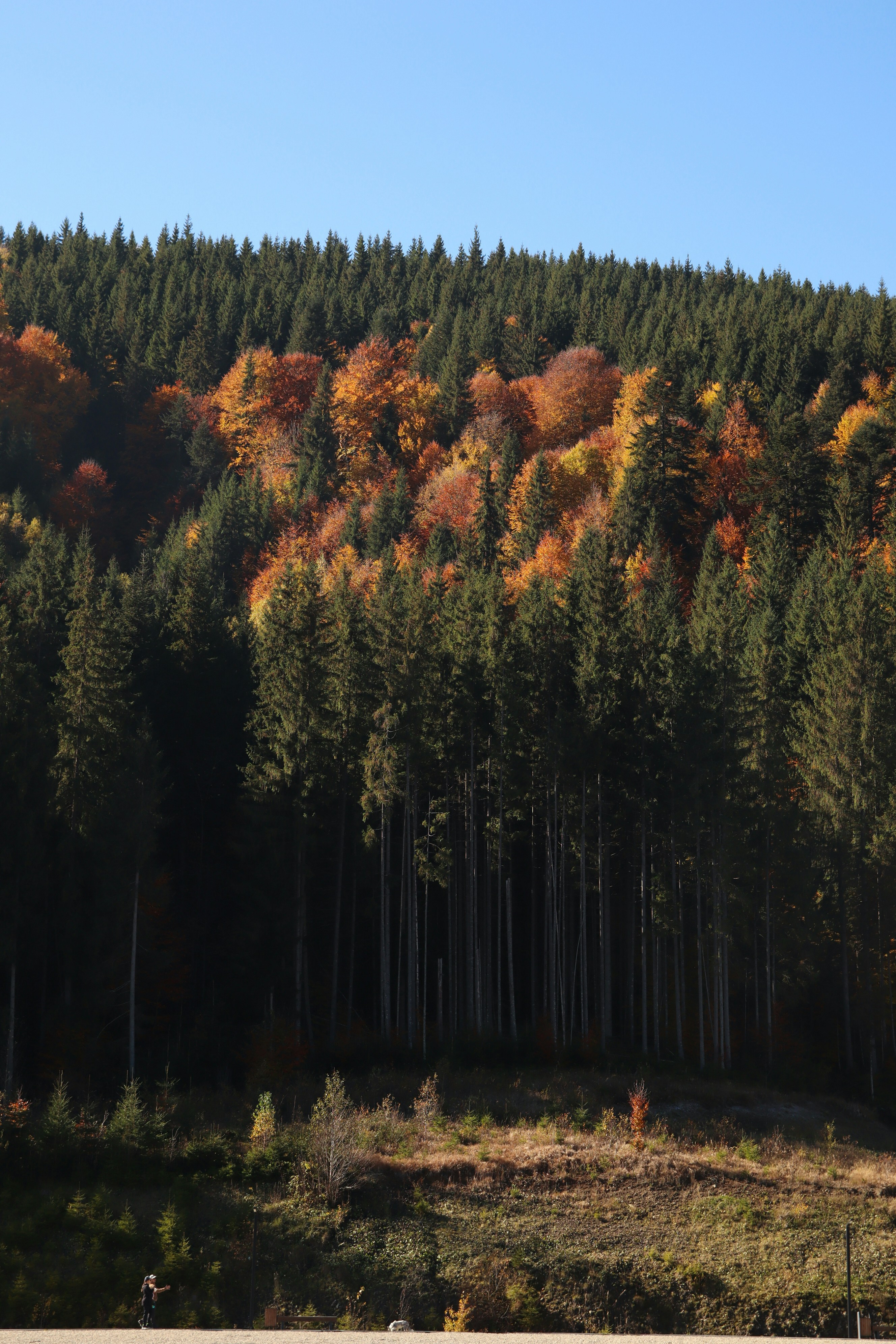 Ridge of Fire and Shadow: Autumn Colors Above a Pine Curtain