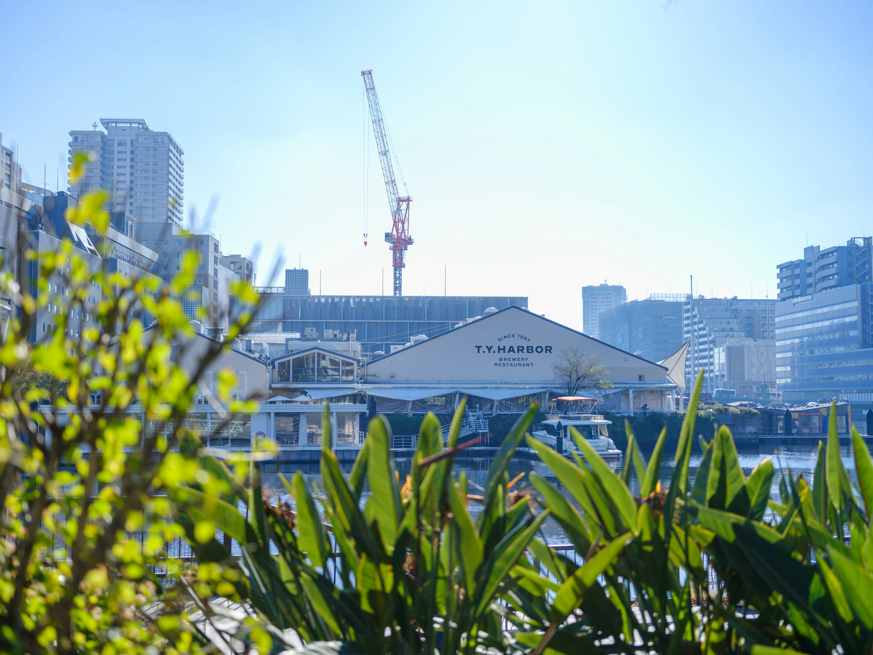 Crane over TY Harbour, framed by tropical foreground against a city skyline