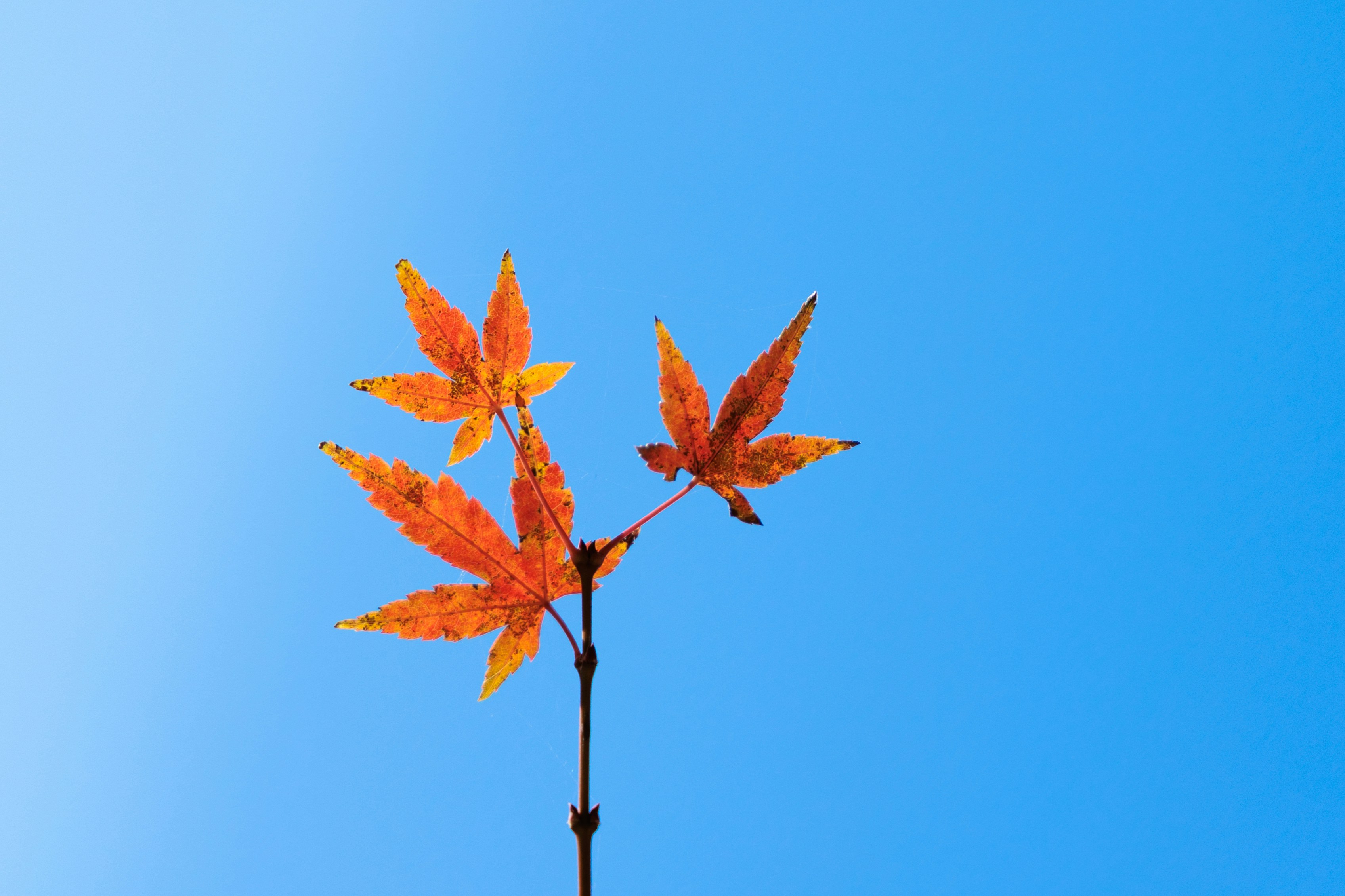 Autumn Leaves Against a Cerulean Sky