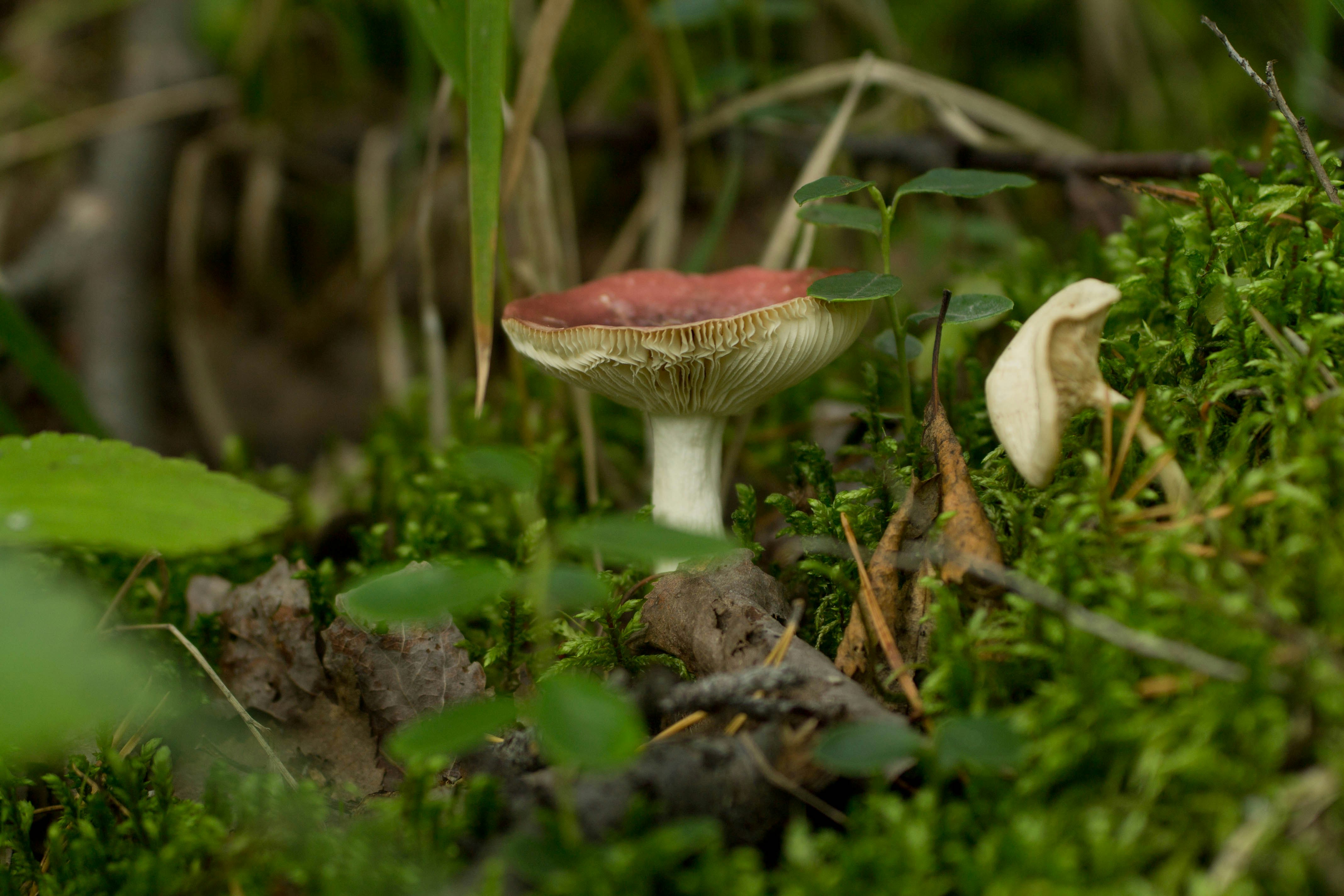 Red-Capped Mushroom Anchors a Mossy Forest Moment