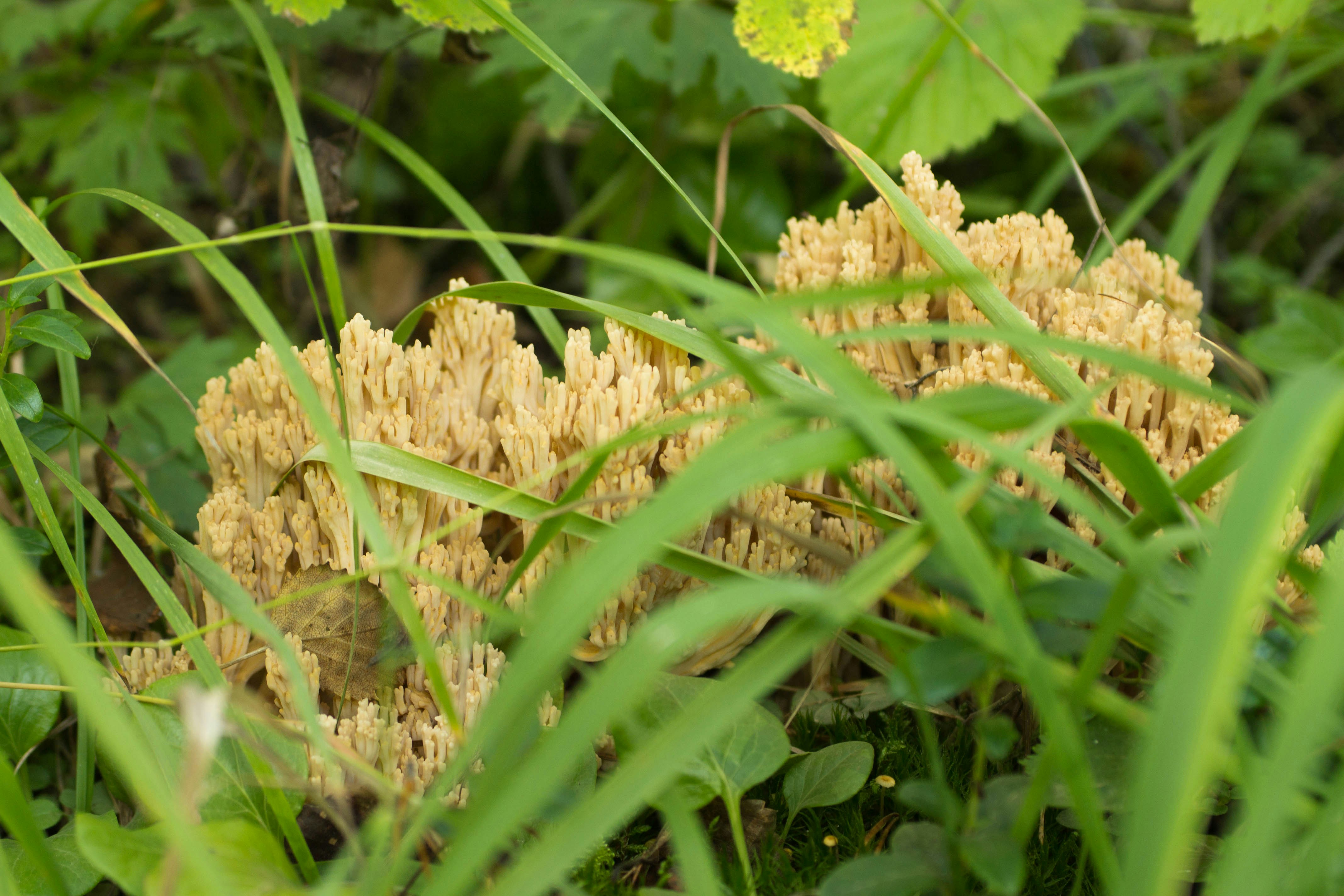 Whispering Coral Between Grass Blades