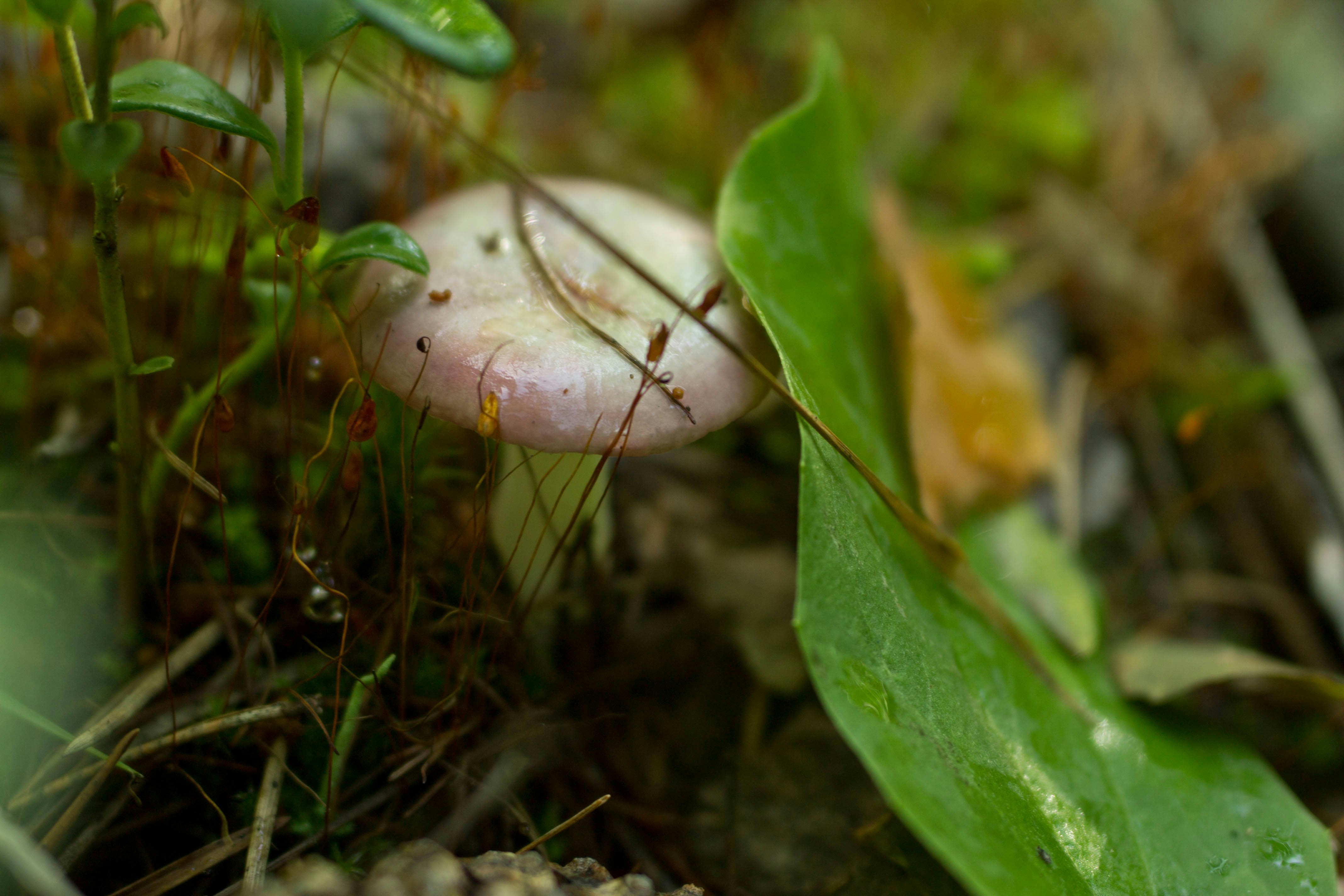 Rosy Cap in the Understory: A Tiny Mushroom Among Green Veins