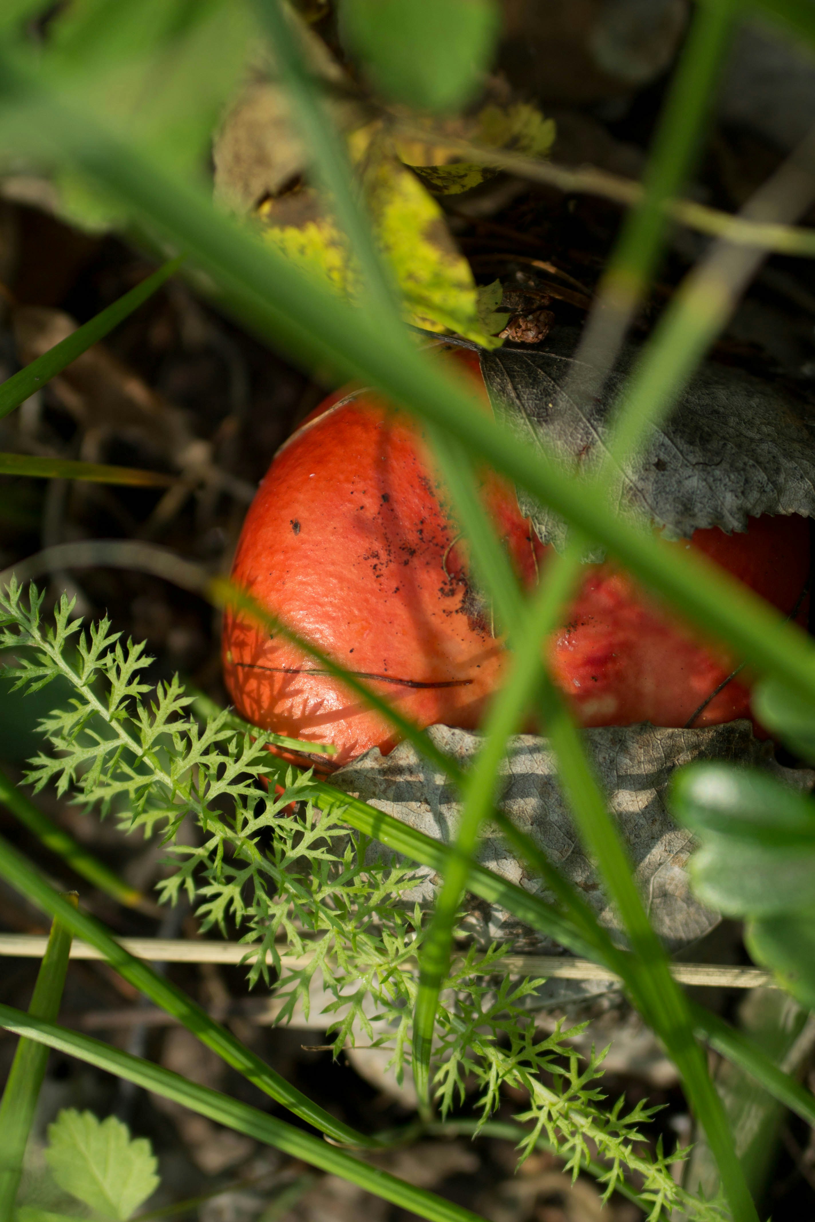 Crimson Orb Nestled Among Garden Foliage