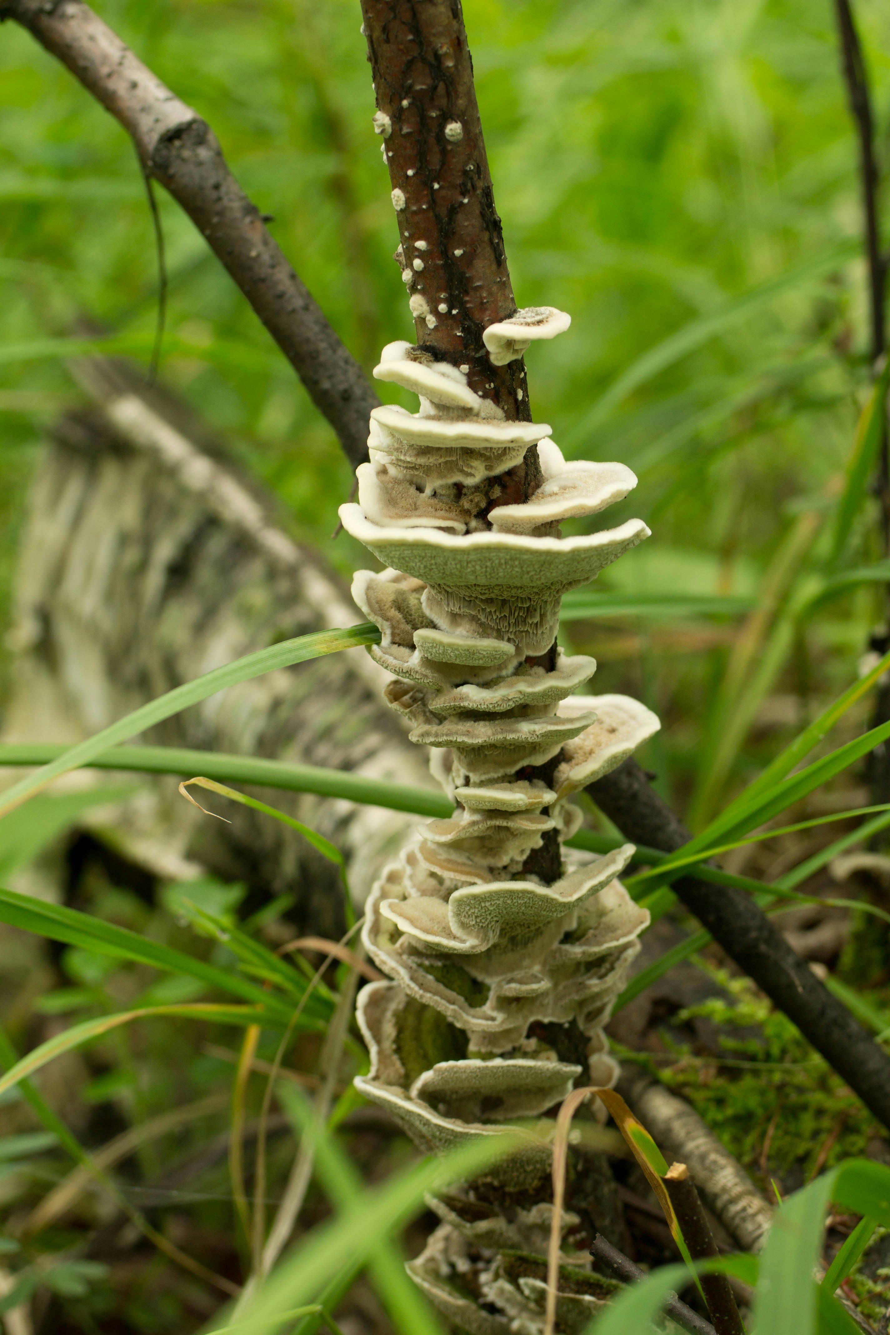 Vertical Bracket Choir on a Mossy Twig