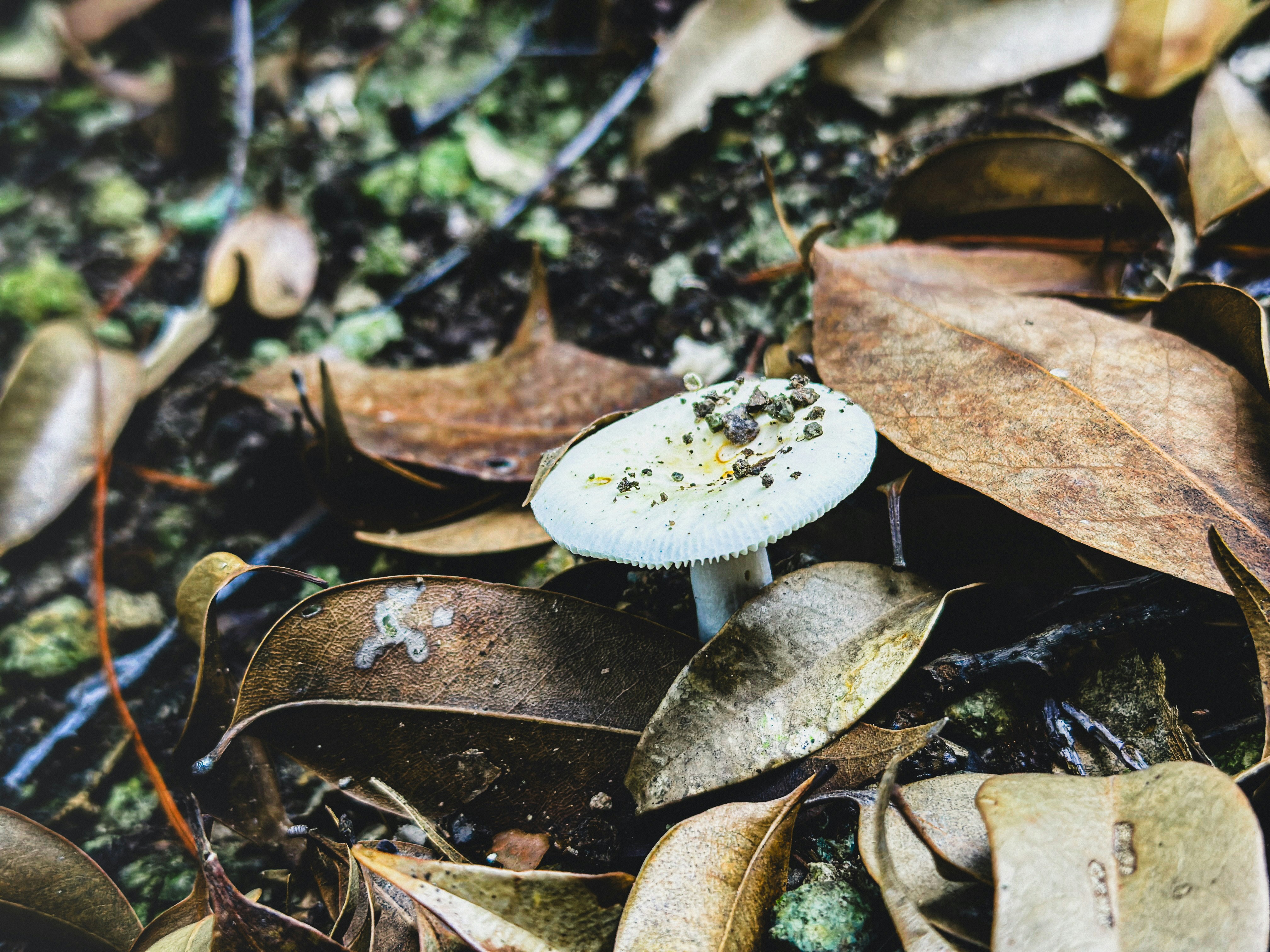 White-Capped Scout Among the Leaf-Flecked Forest Floor