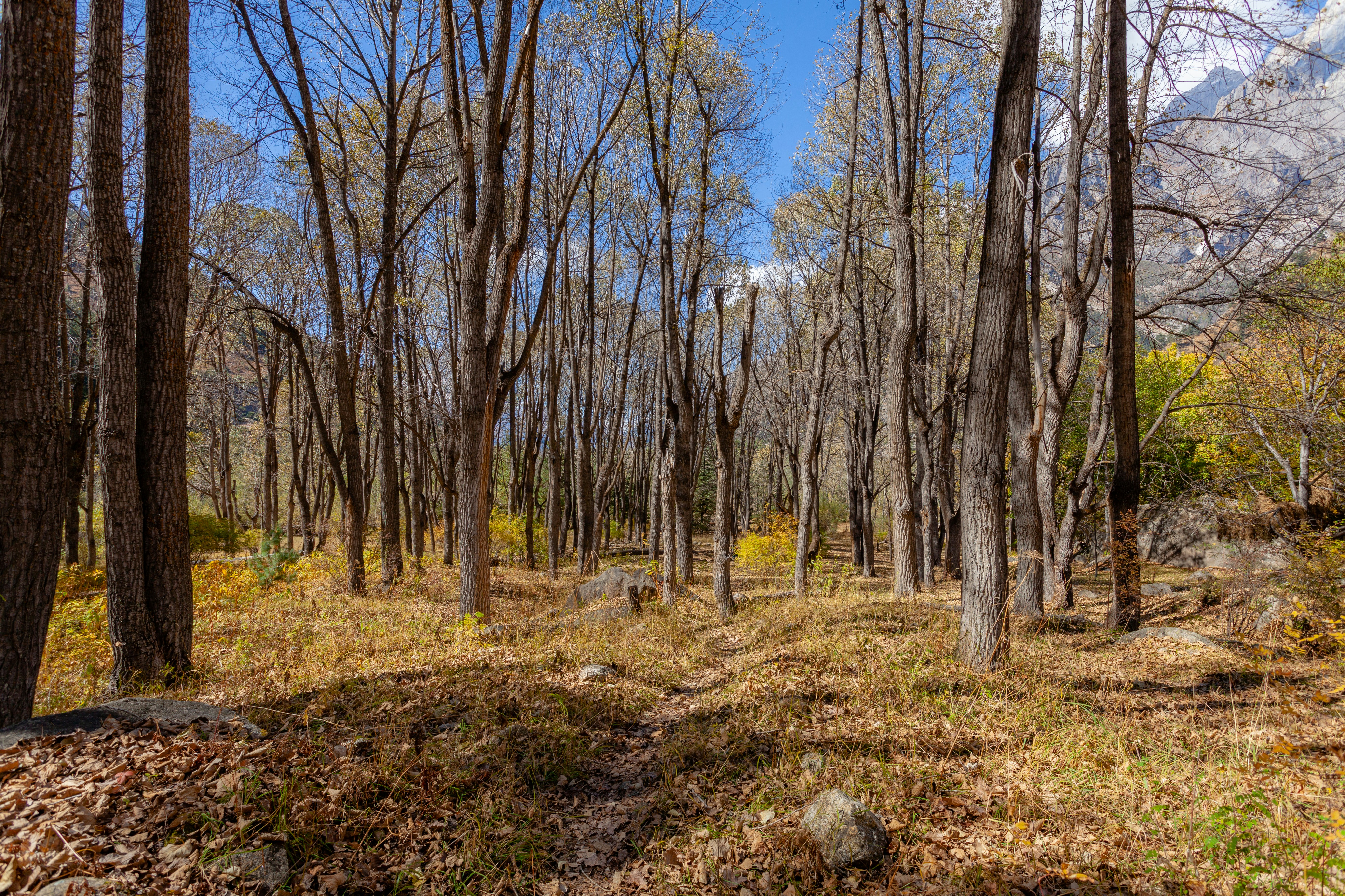 A forest with lots of trees and grass photo – Free Forest Image on Unsplash