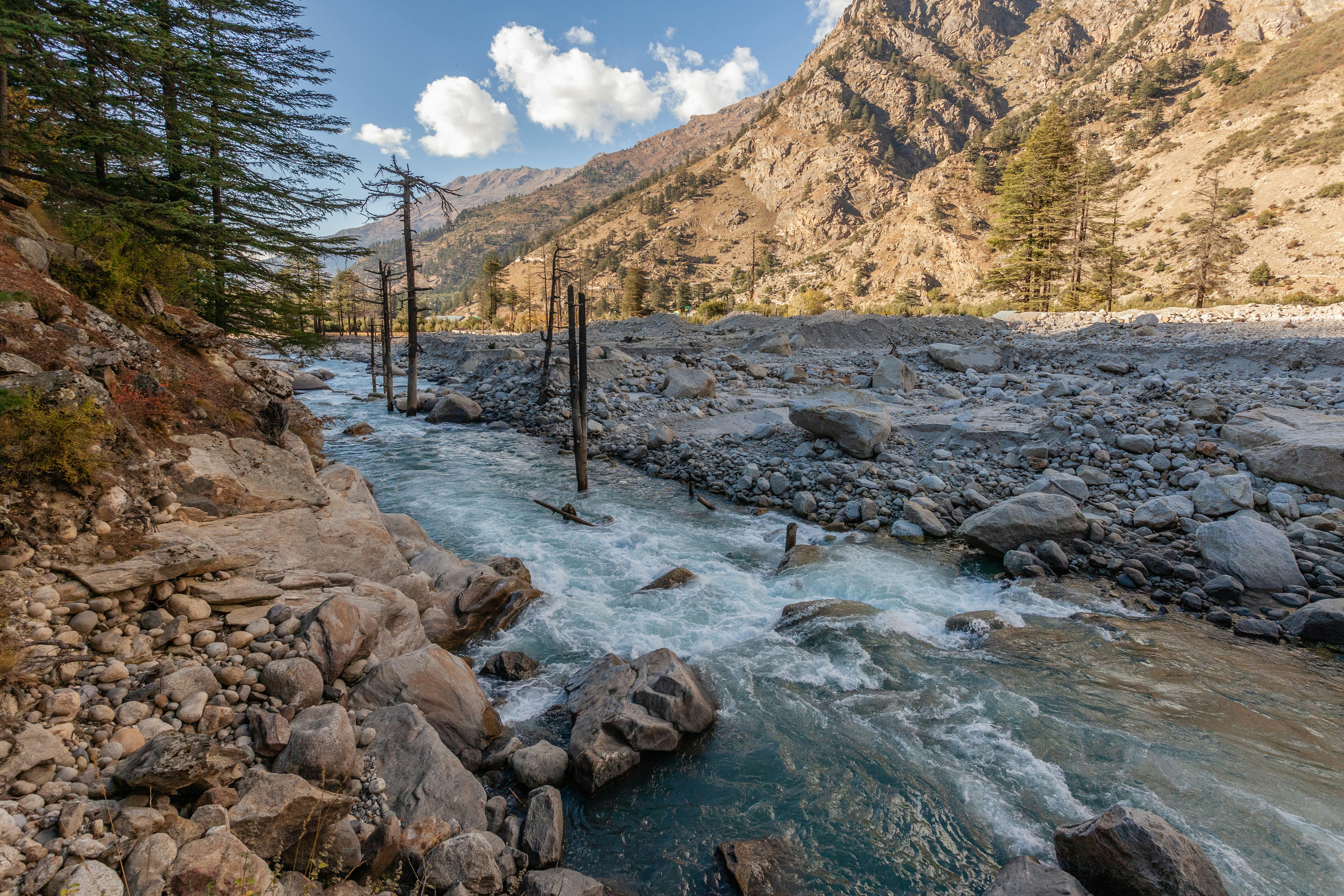 Rugged River Gorge: A Mountain Stream Carves Through Pebbles and Pines