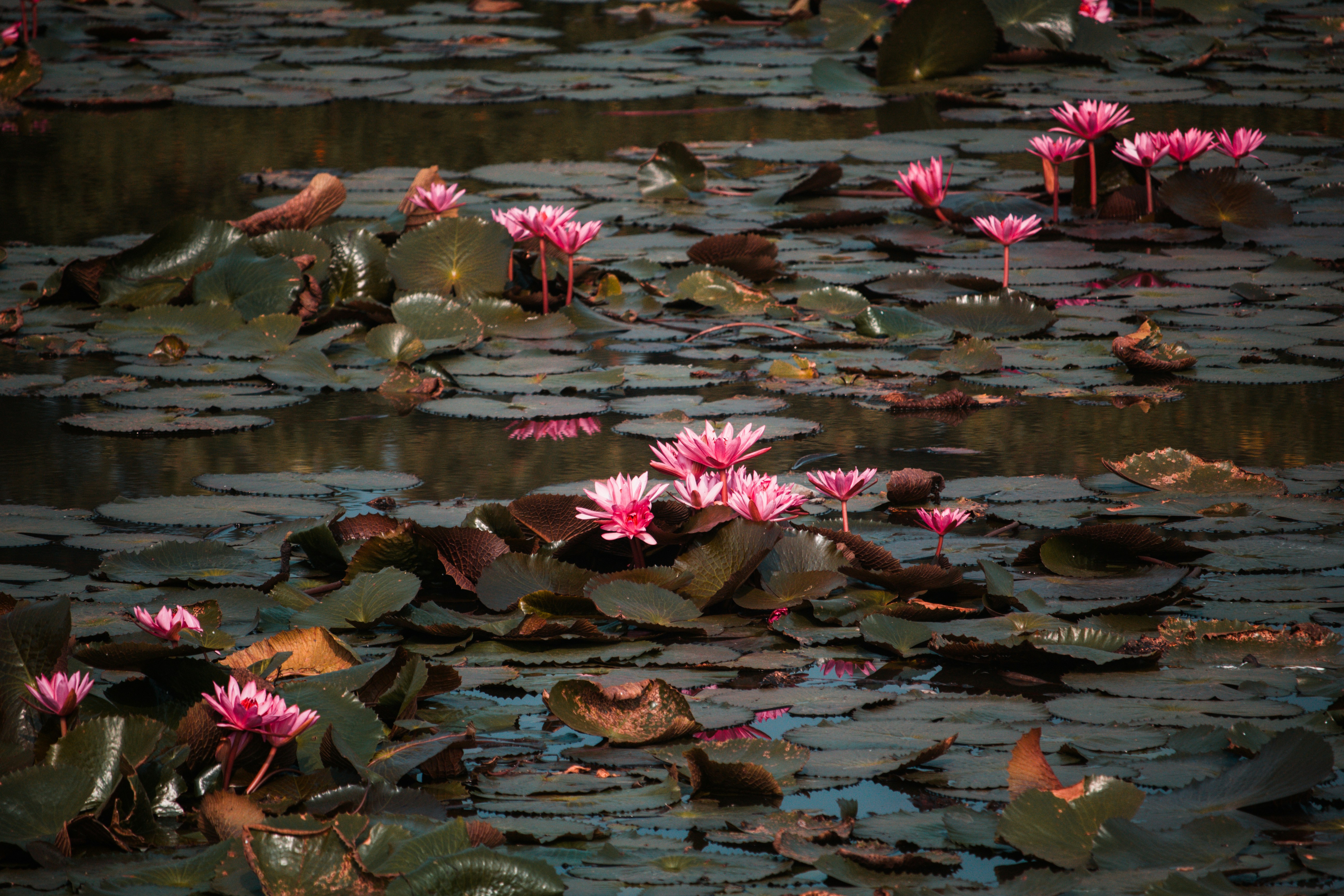 Pink Water Lilies Framing the Glassy Pond