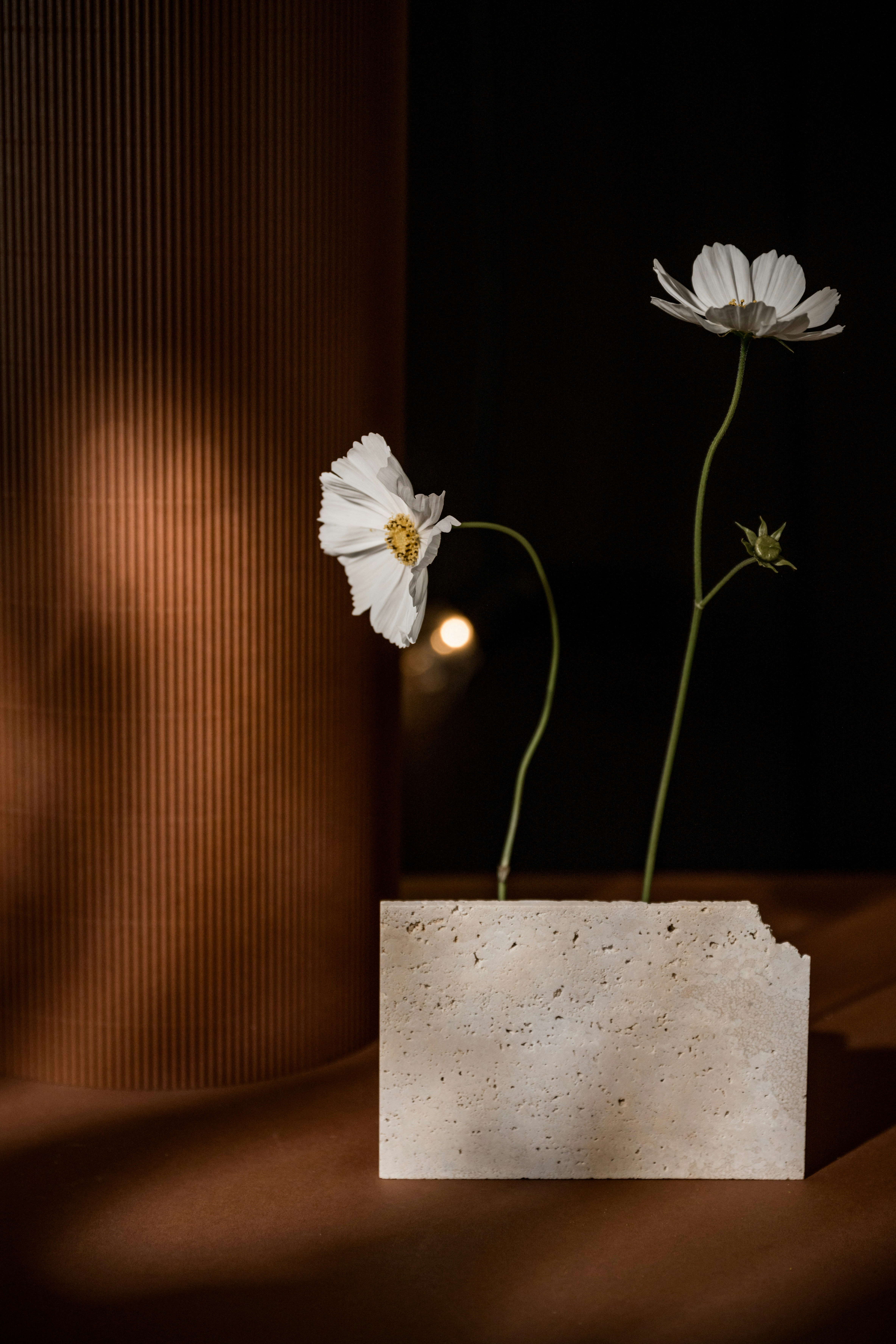 Quiet Bloom: Daisies in a Concrete Vessel Under Warm, Moody Light